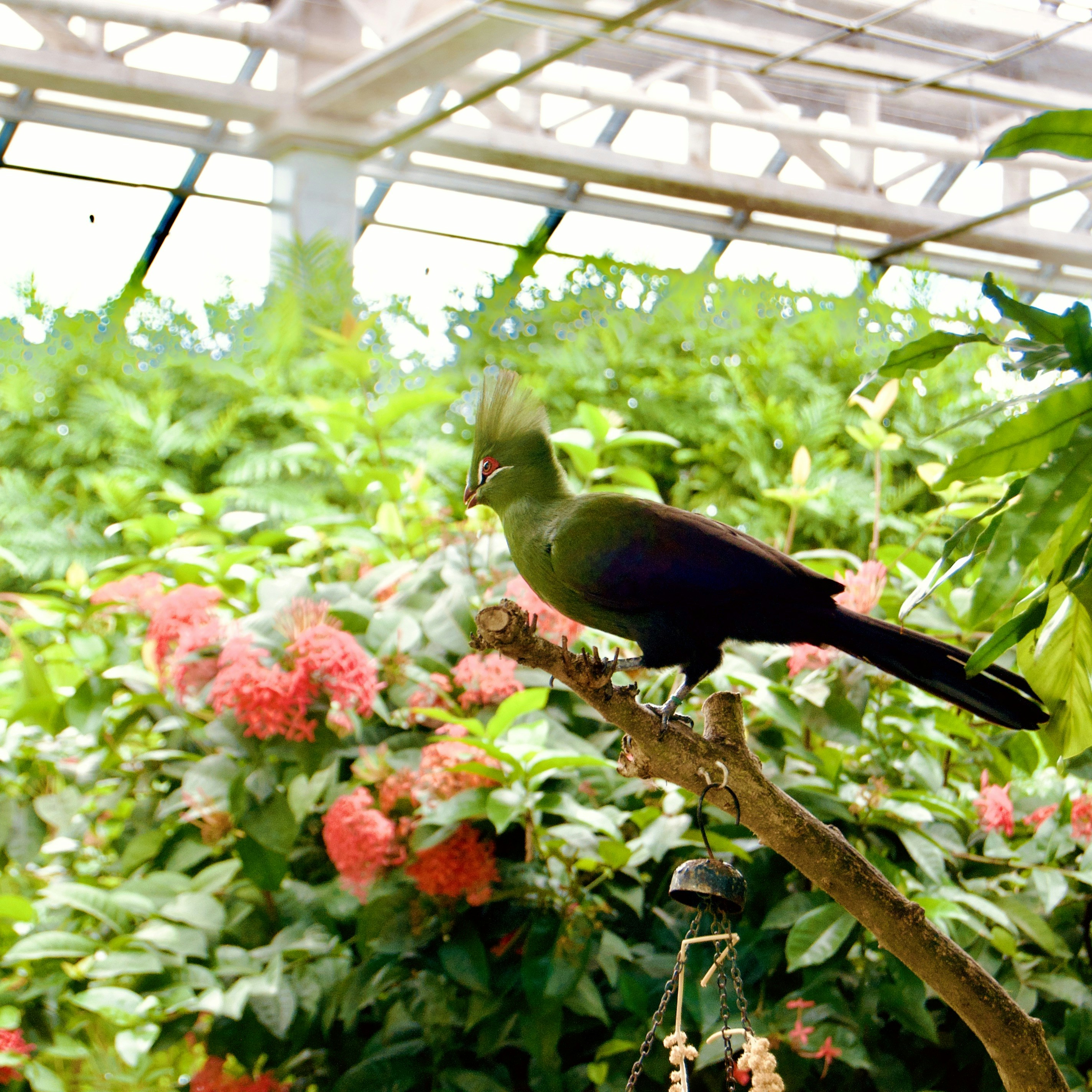 Crested Perch Amid Pink Blooms in a Glasshouse