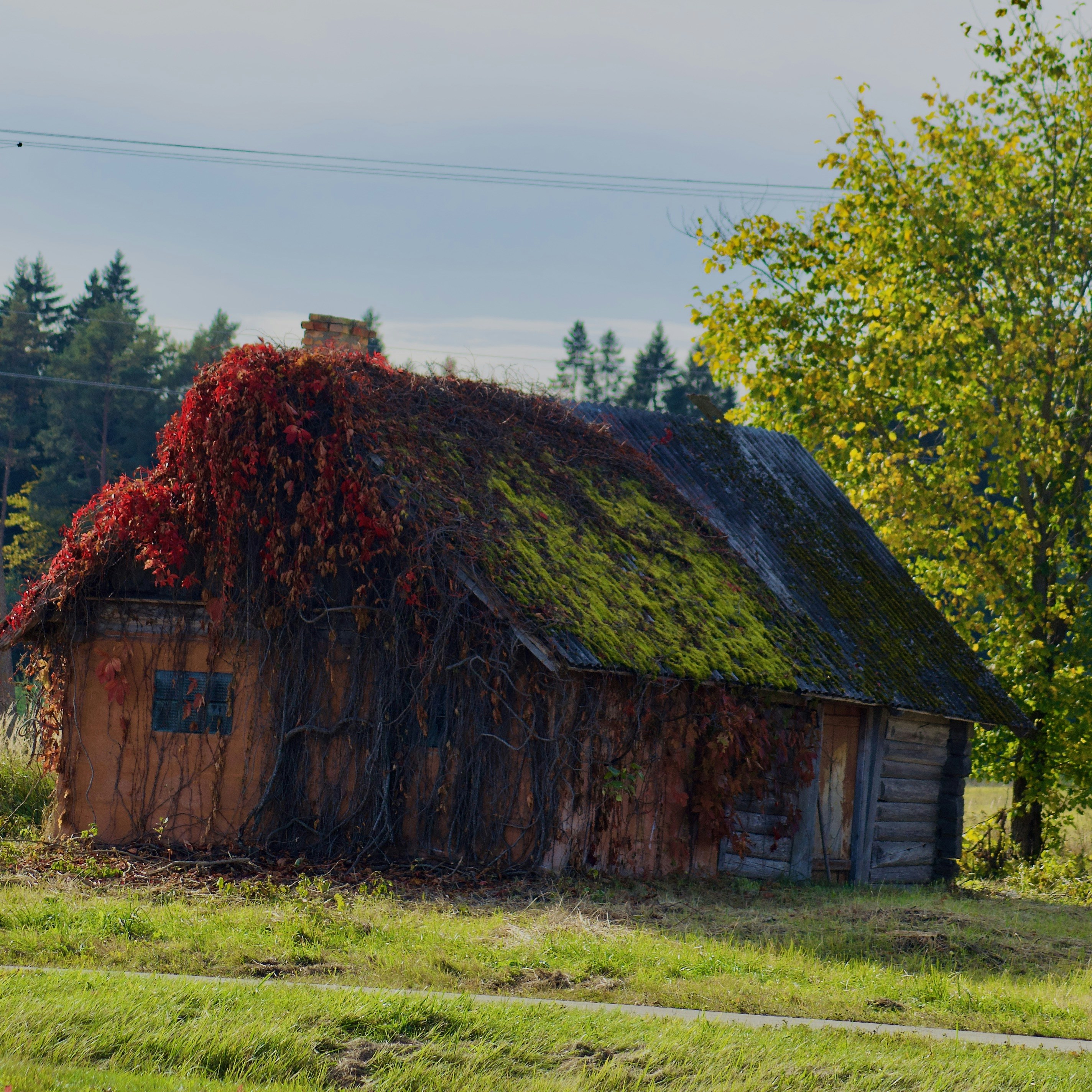 Ivy-Overgrown Cottage in Autumn Light