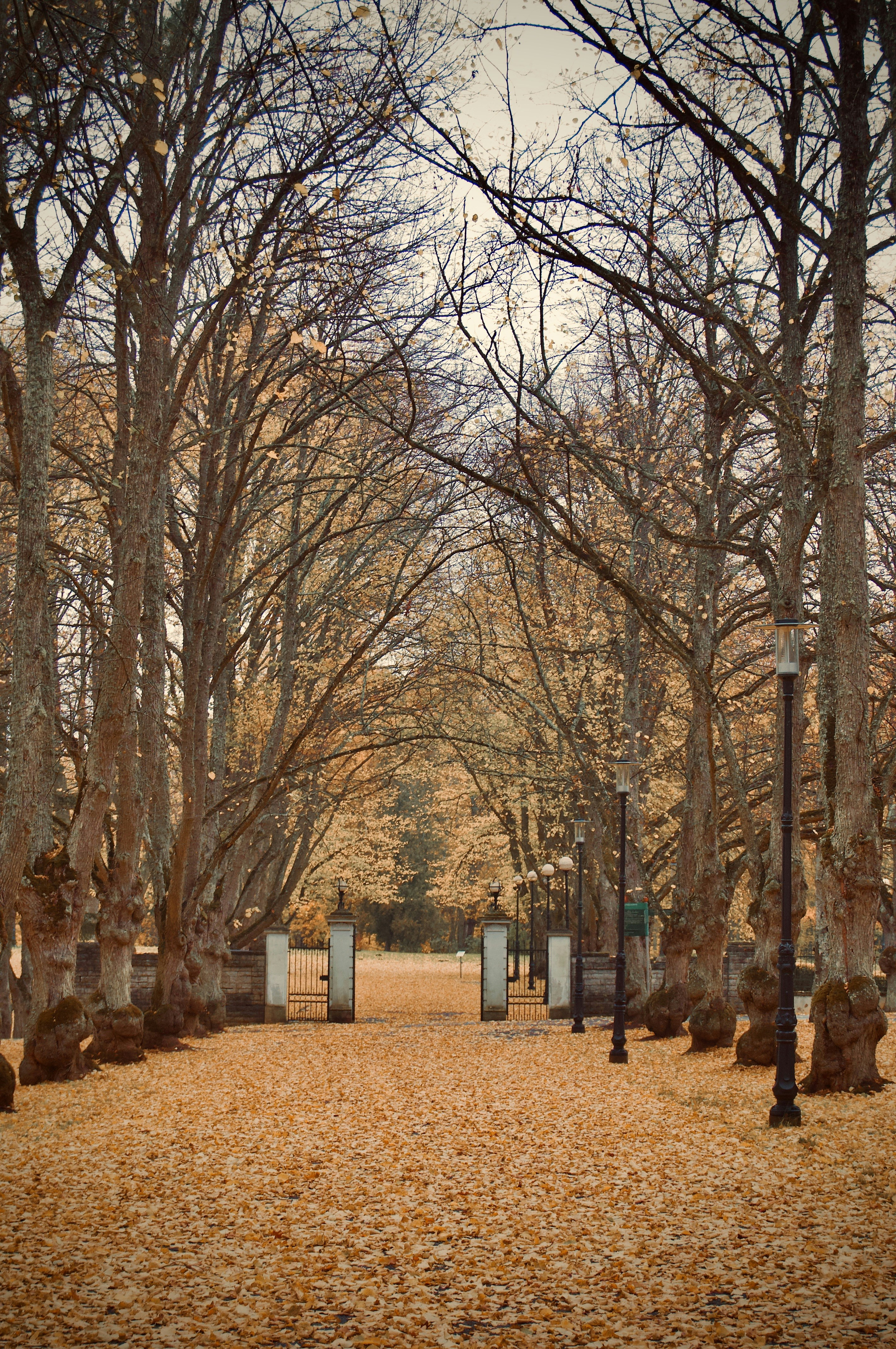 Toila Castle | a path with trees on either side