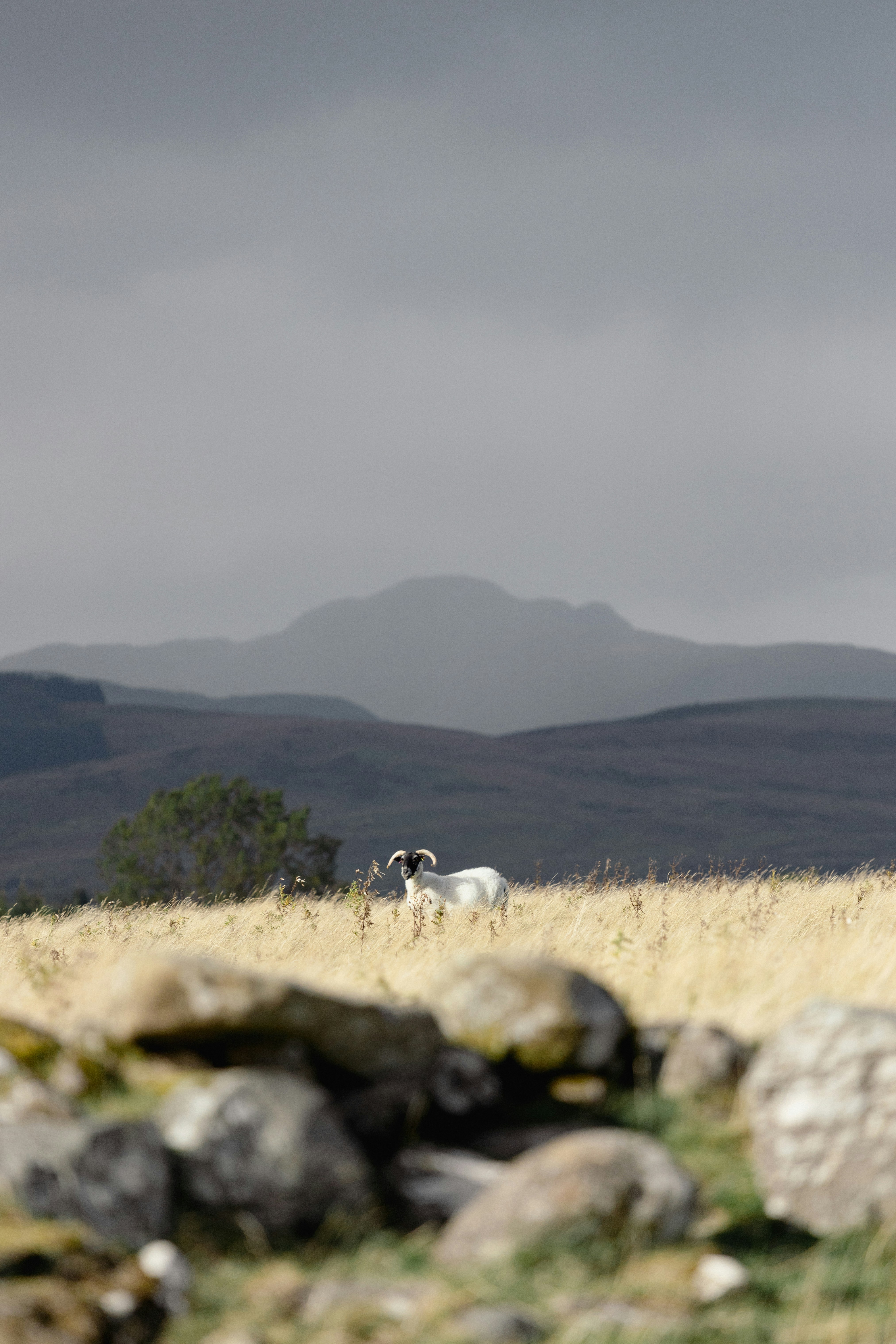 A couple of animals in a field photo – Free Countryside Image on Unsplash