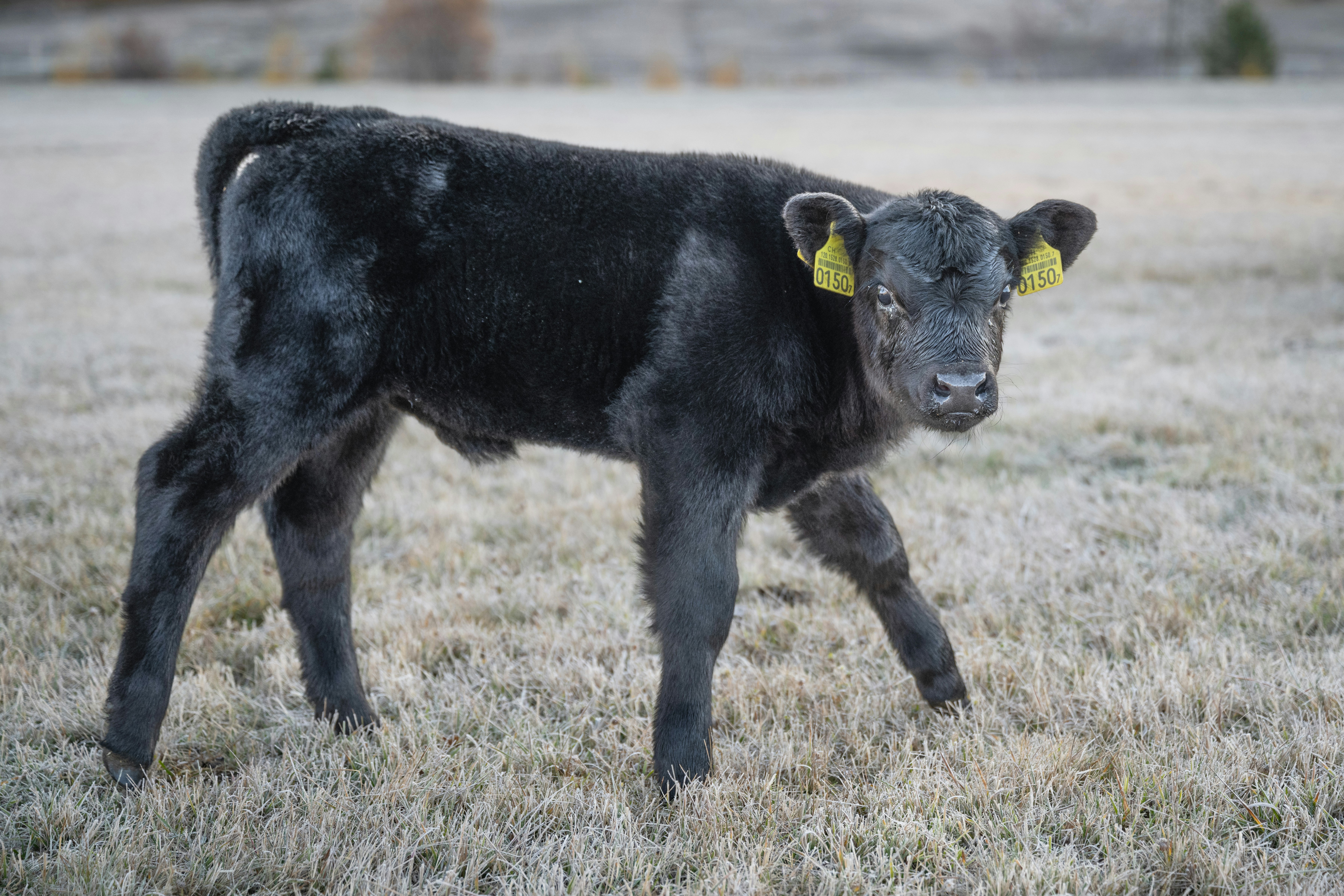 Black Baby Calf