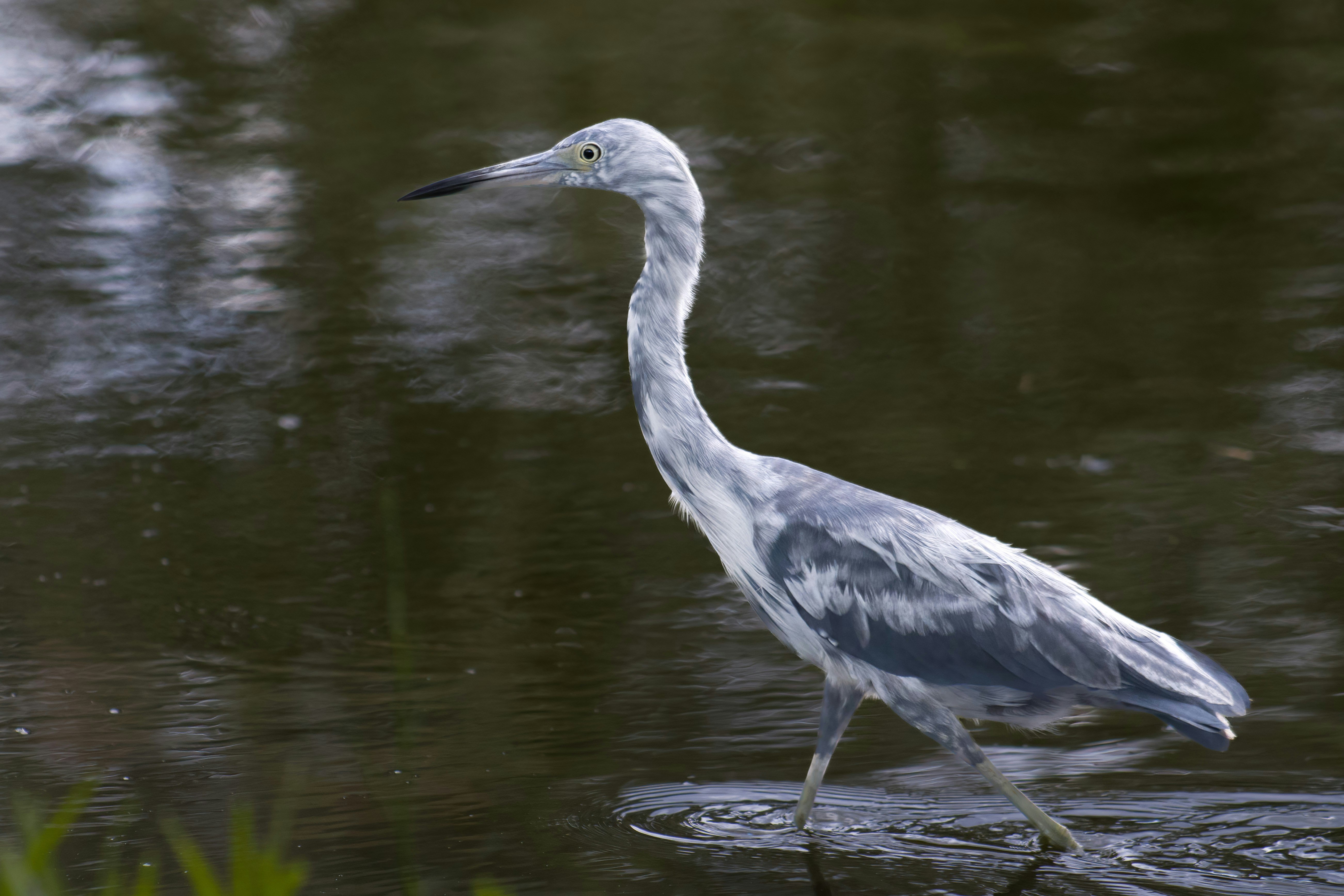 A bird standing in water photo – Free Bird Image on Unsplash