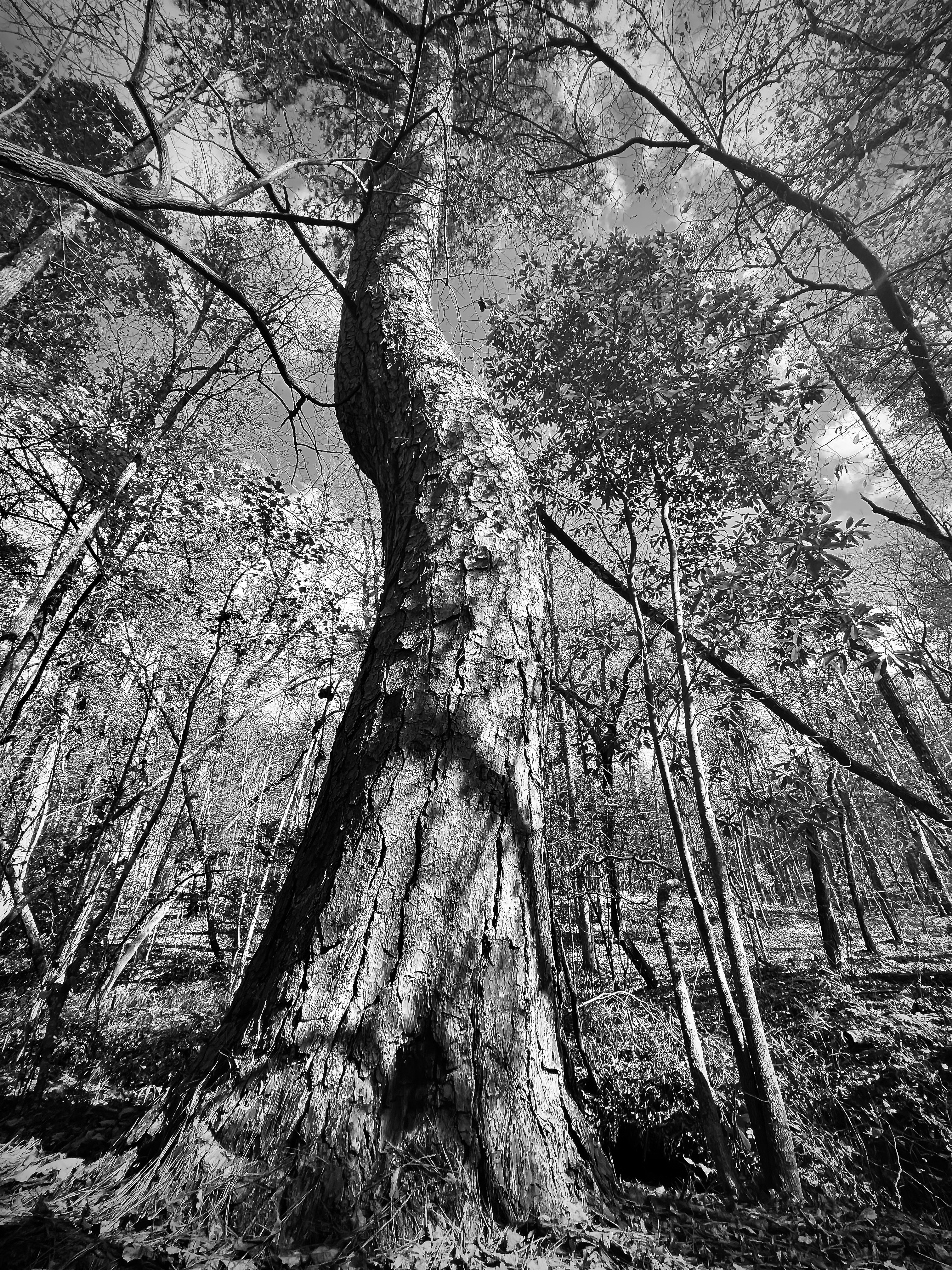 Monolithic Sentinel: A Forest Cathedral in Black and White