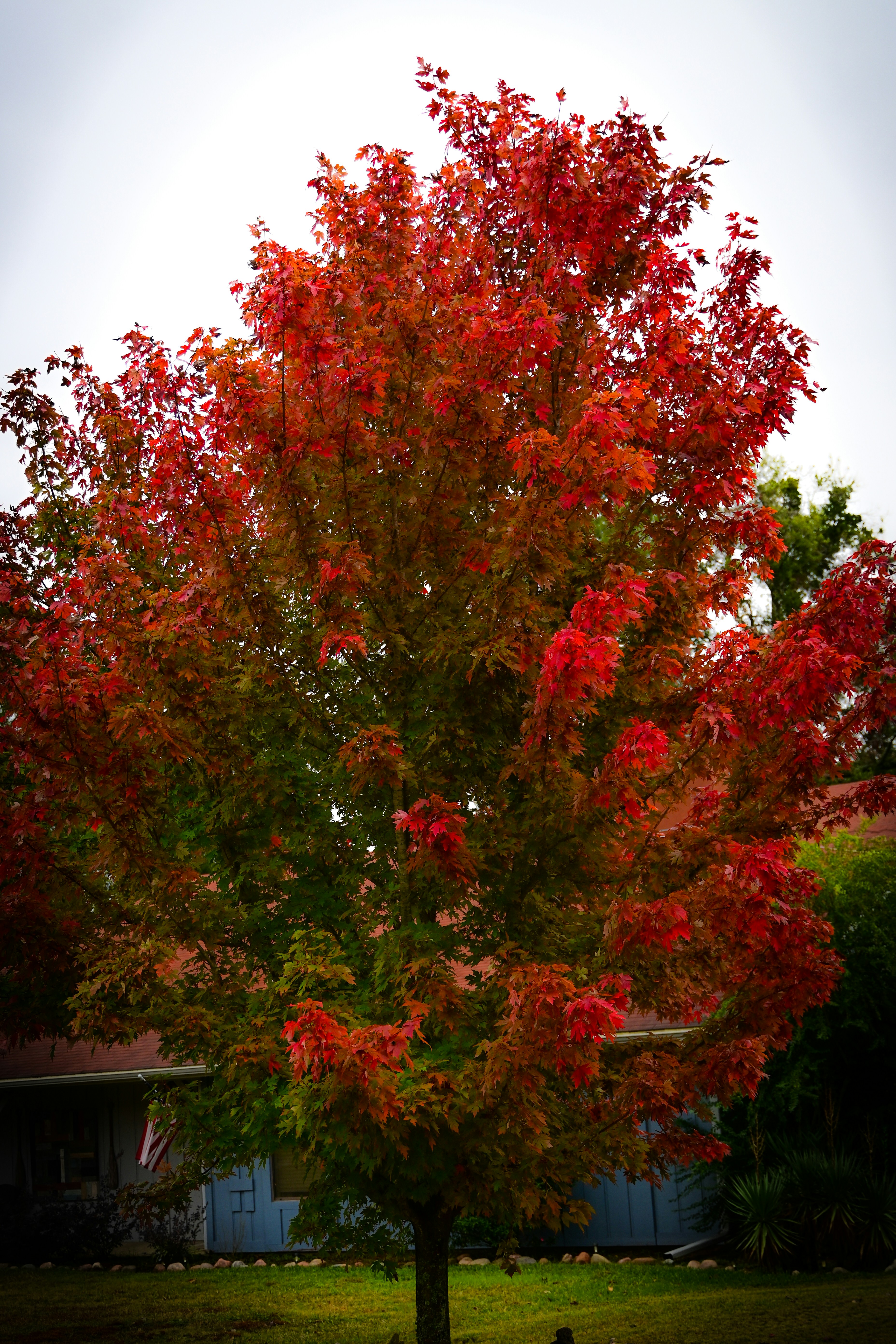 Autumn Ember: A Crimson Maple Reaching Toward the Sky