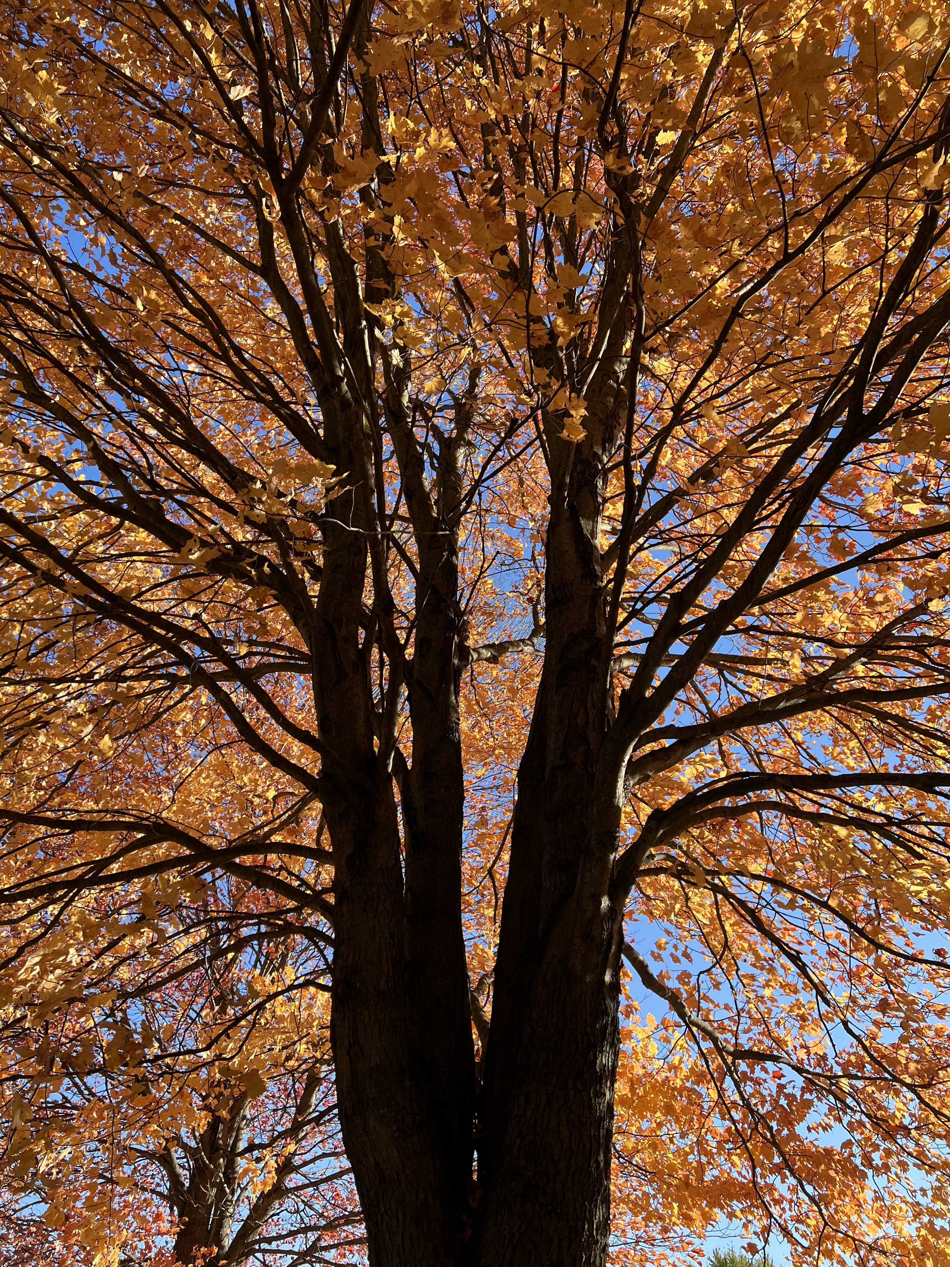 Foto Un árbol con muchas ramas – Imagen Árbol gratis en Unsplash