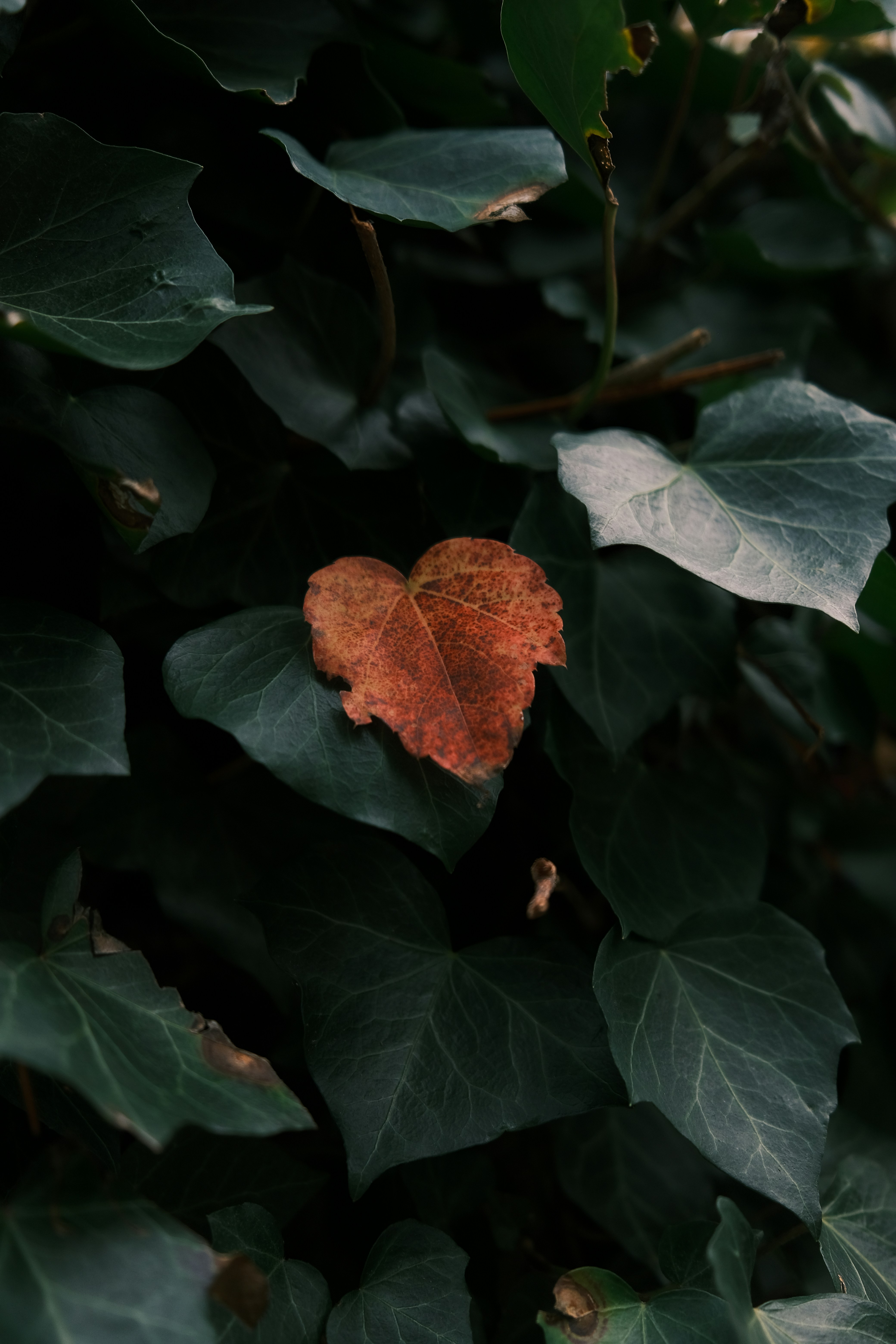 Ember Among the Ivy: A Quiet Red Leaf in a Sea of Green