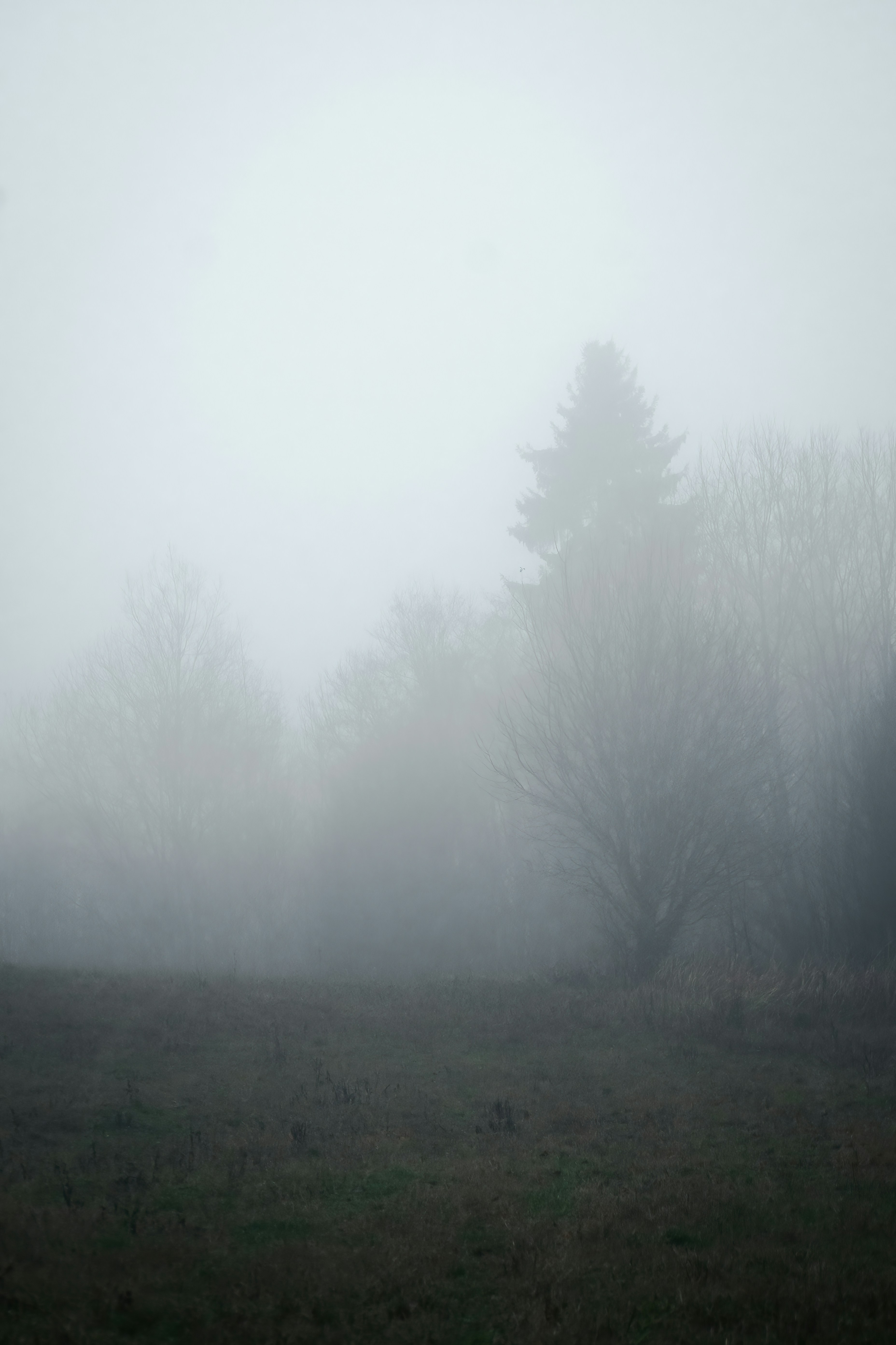 A foggy field with trees photo – Free Veclaicene Image on Unsplash