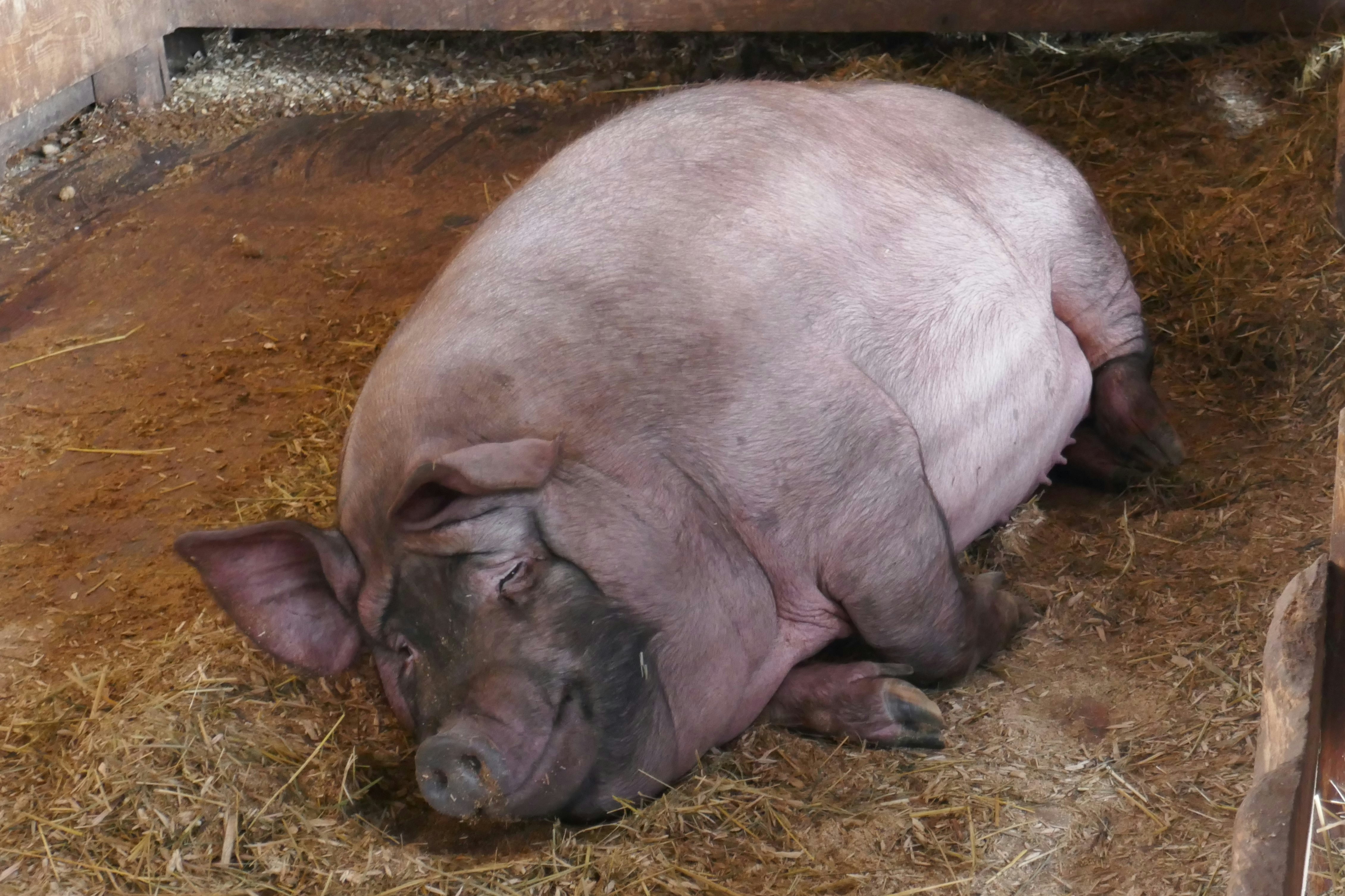 A relaxed pig curled up on straw bedding inside a barn, embodying tranquility and comfort.