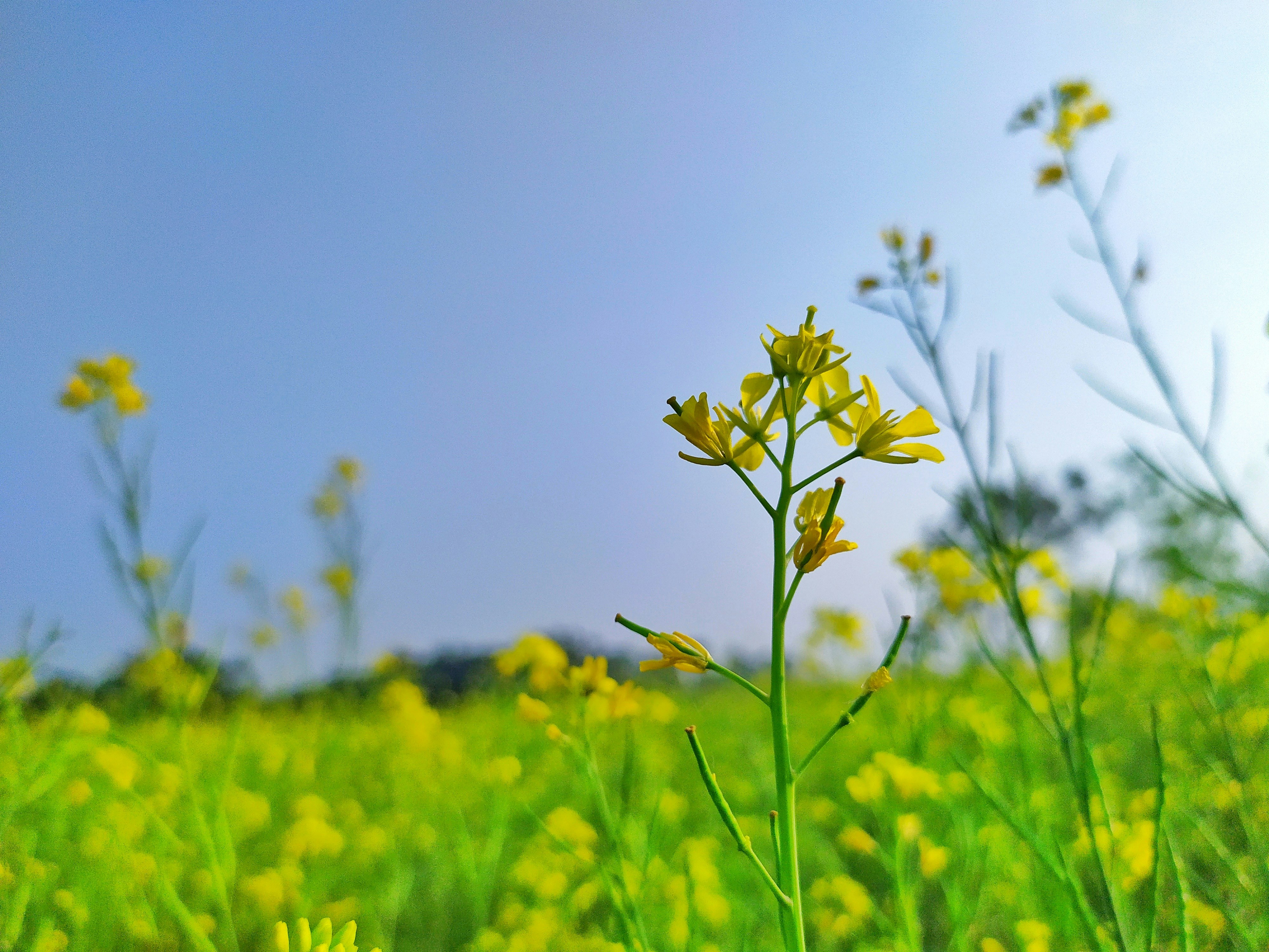 Close-up of a single yellow flower amidst a vibrant field of blooming mustard plants under a clear blue sky.