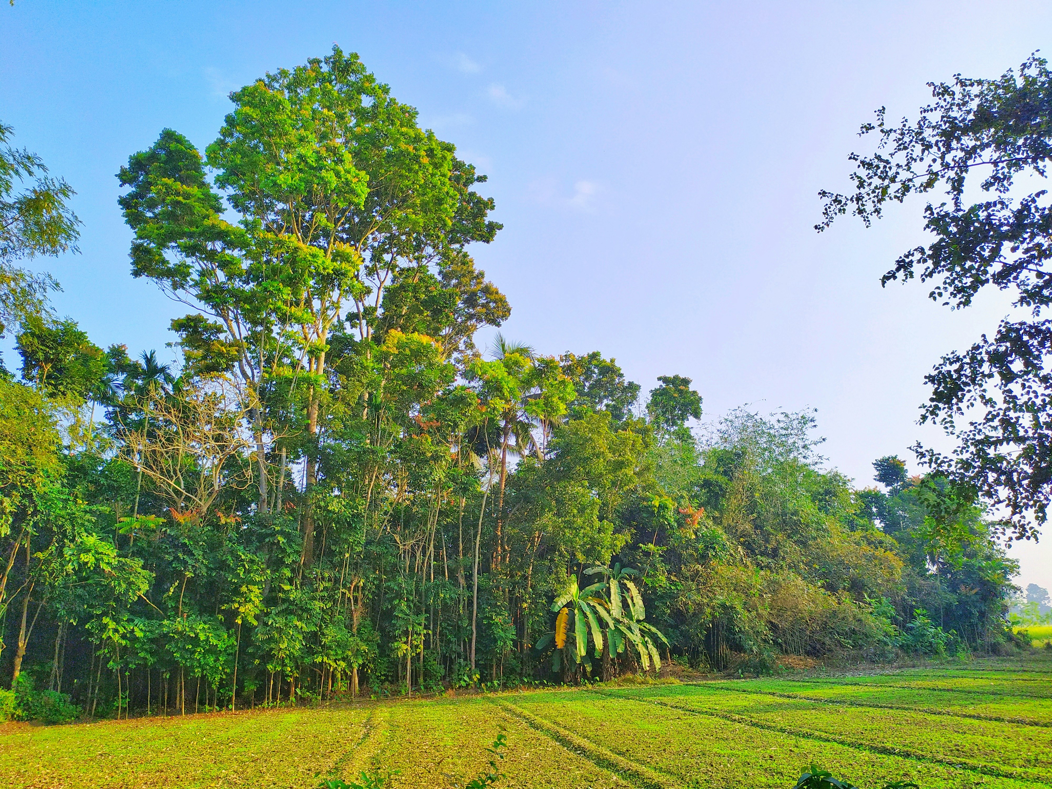 A field of trees photo – Free Vast landscape Image on Unsplash