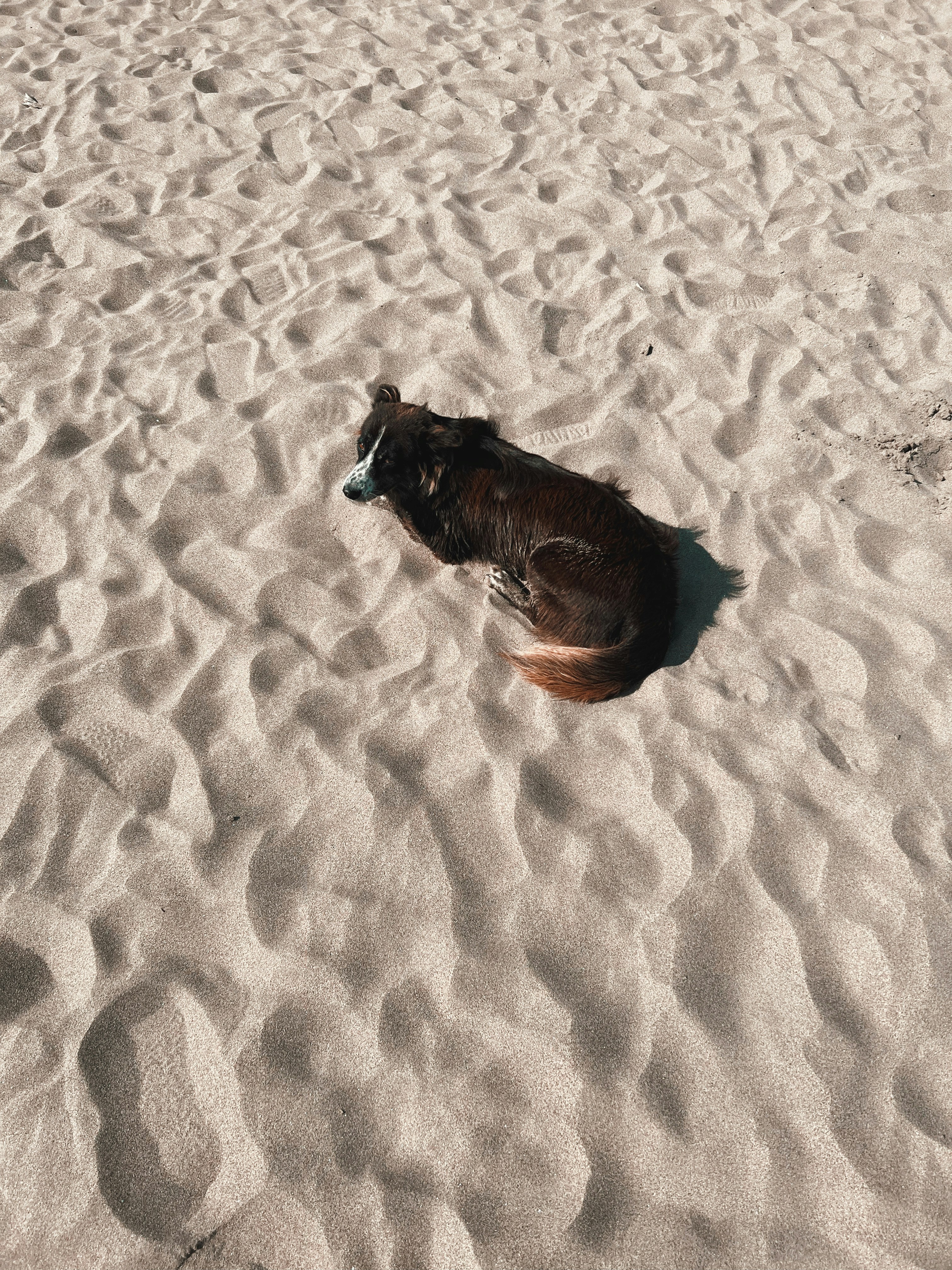 Teal Toy on Sunlit Dunes: A Small Dog's Quiet Rest