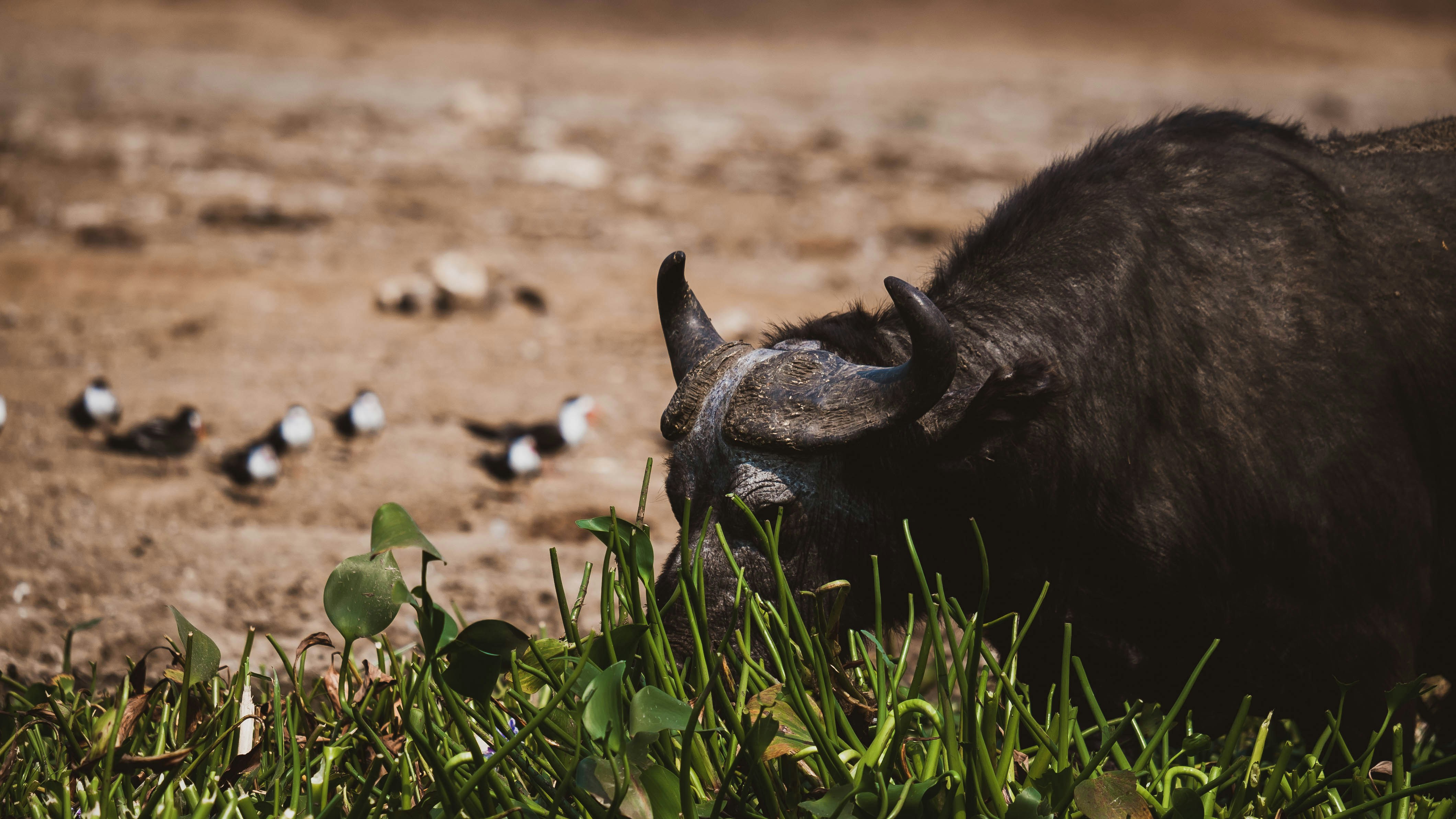 Grounded in Stillness: A Buffalo Lays Low in a Dusty Clearing