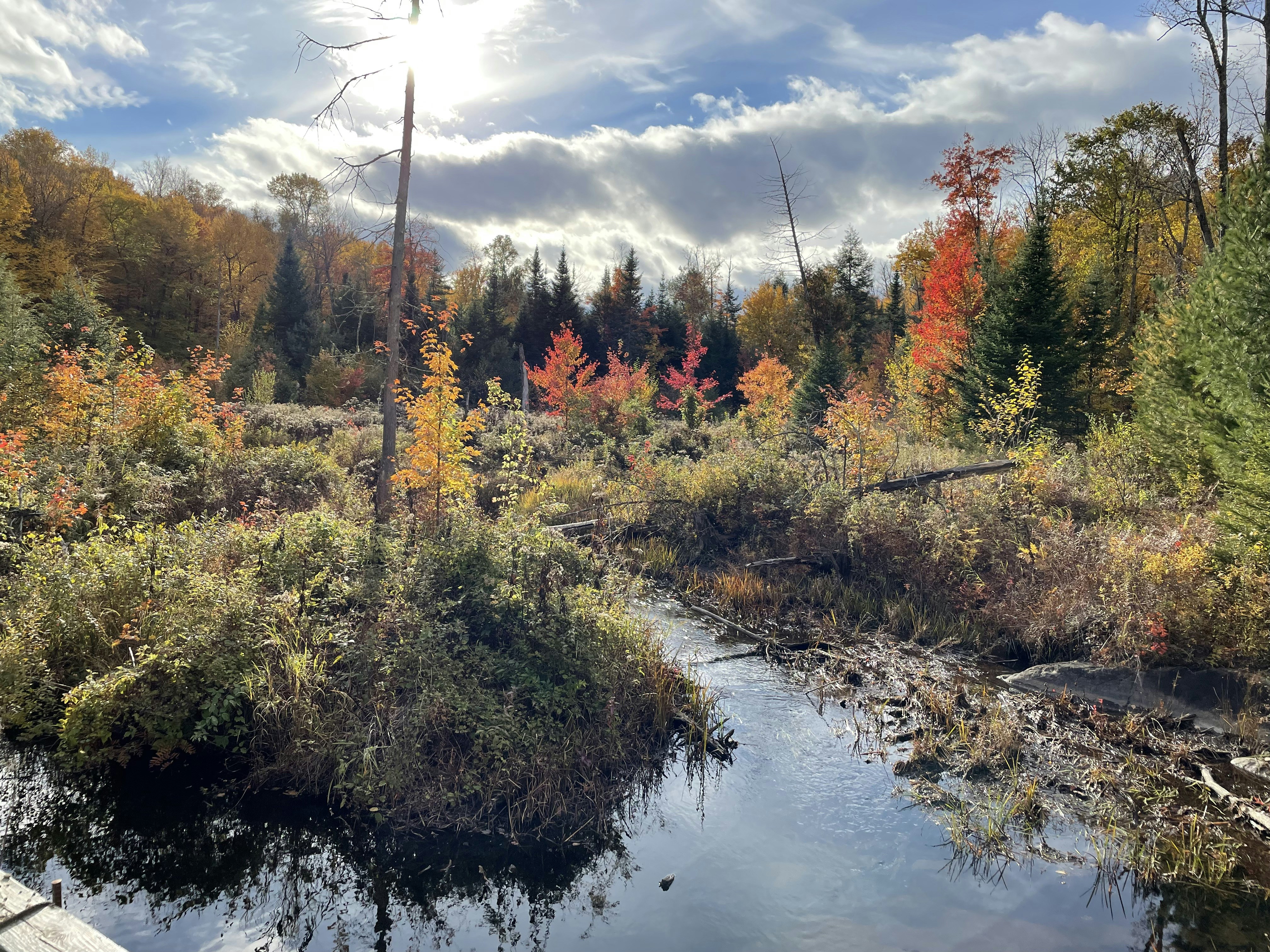 A river with trees and bushes around it photo – Free Quebec Image on ...