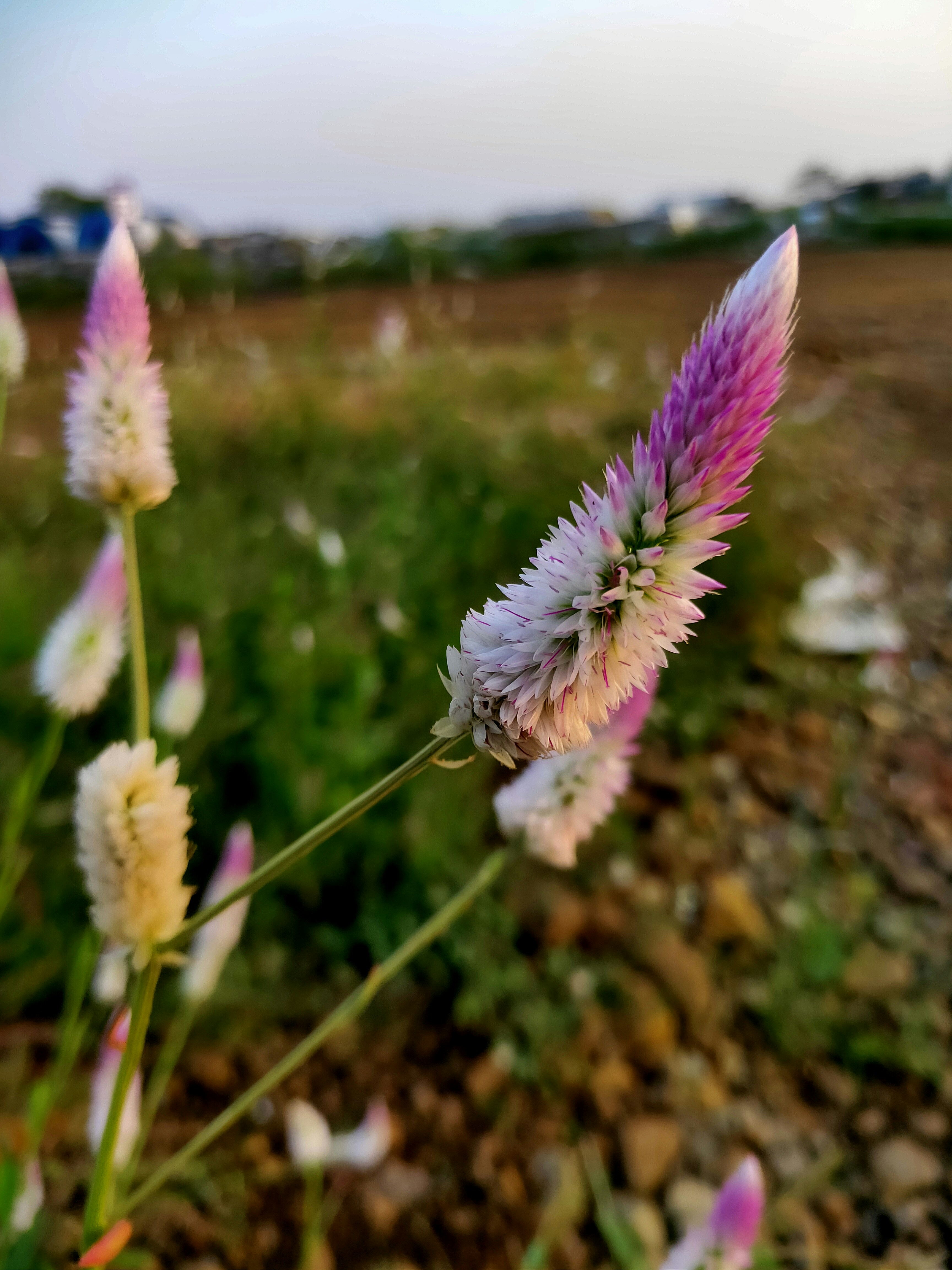 Dawn-Soft Celosia Spikes: Close-Up of Pink-White Plumes in a Quiet Field