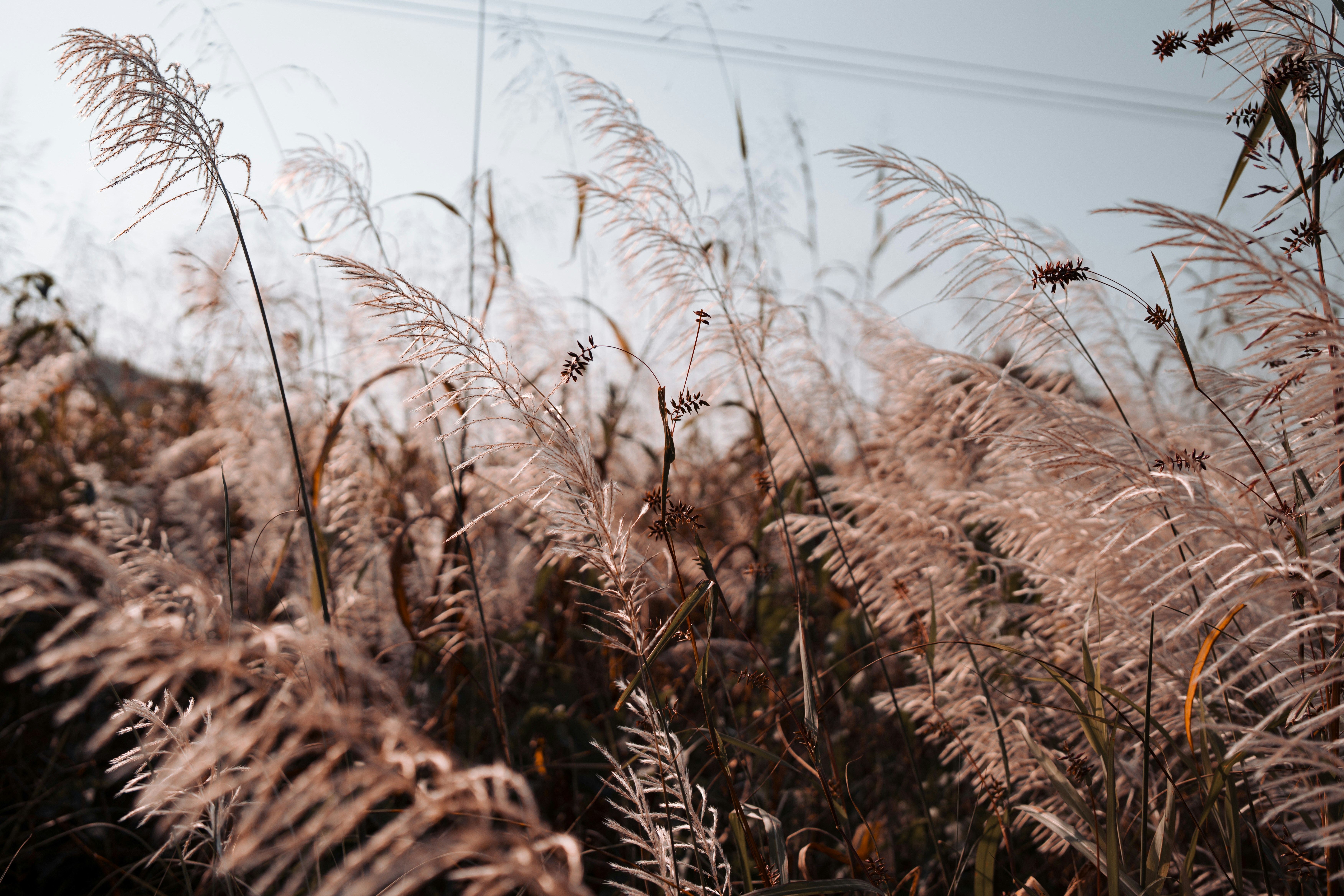 Photo by Harshal with Sony Alpha 7 IV