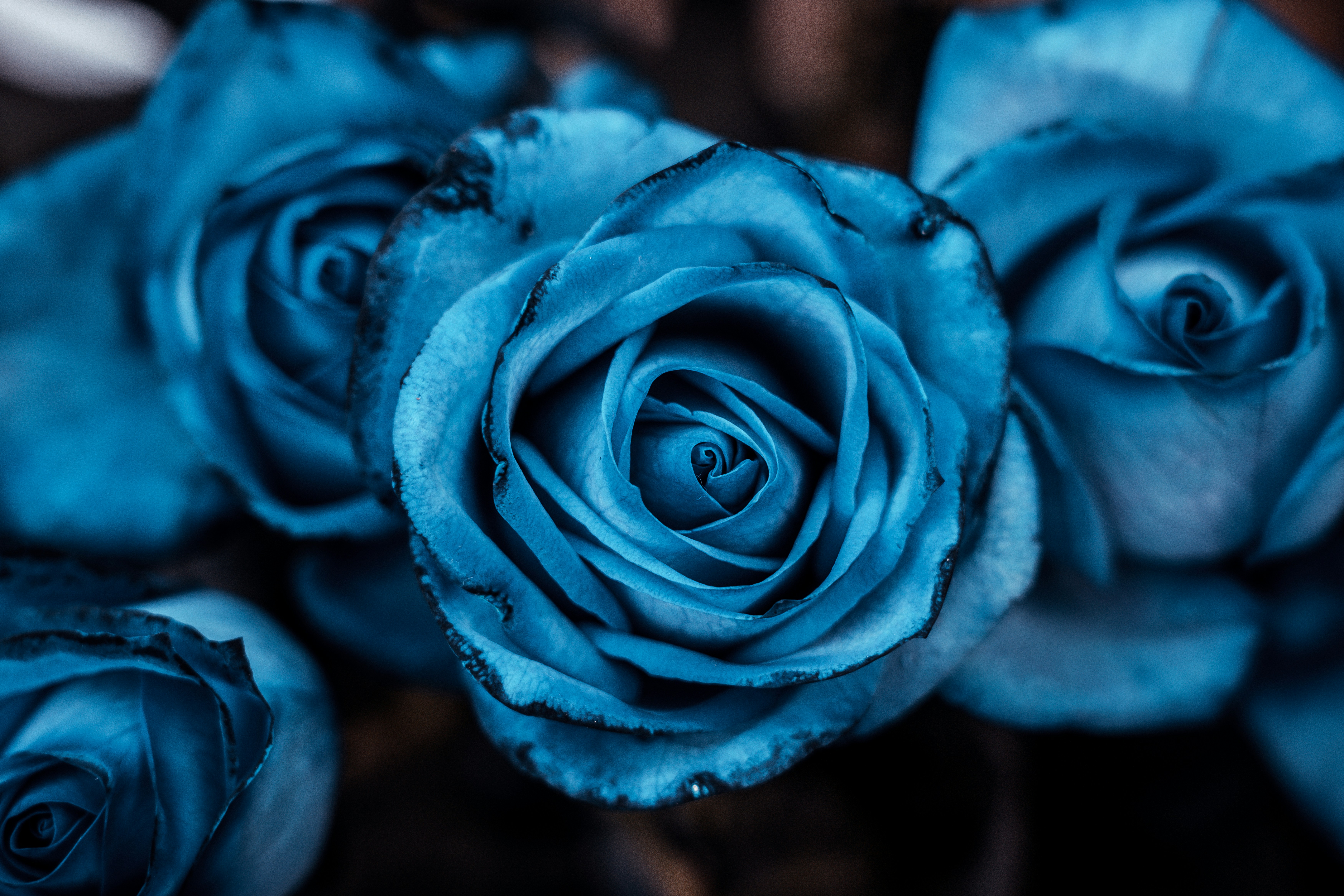 Blue Velvet Bloom: A Macro Portrait of Frosted Petals