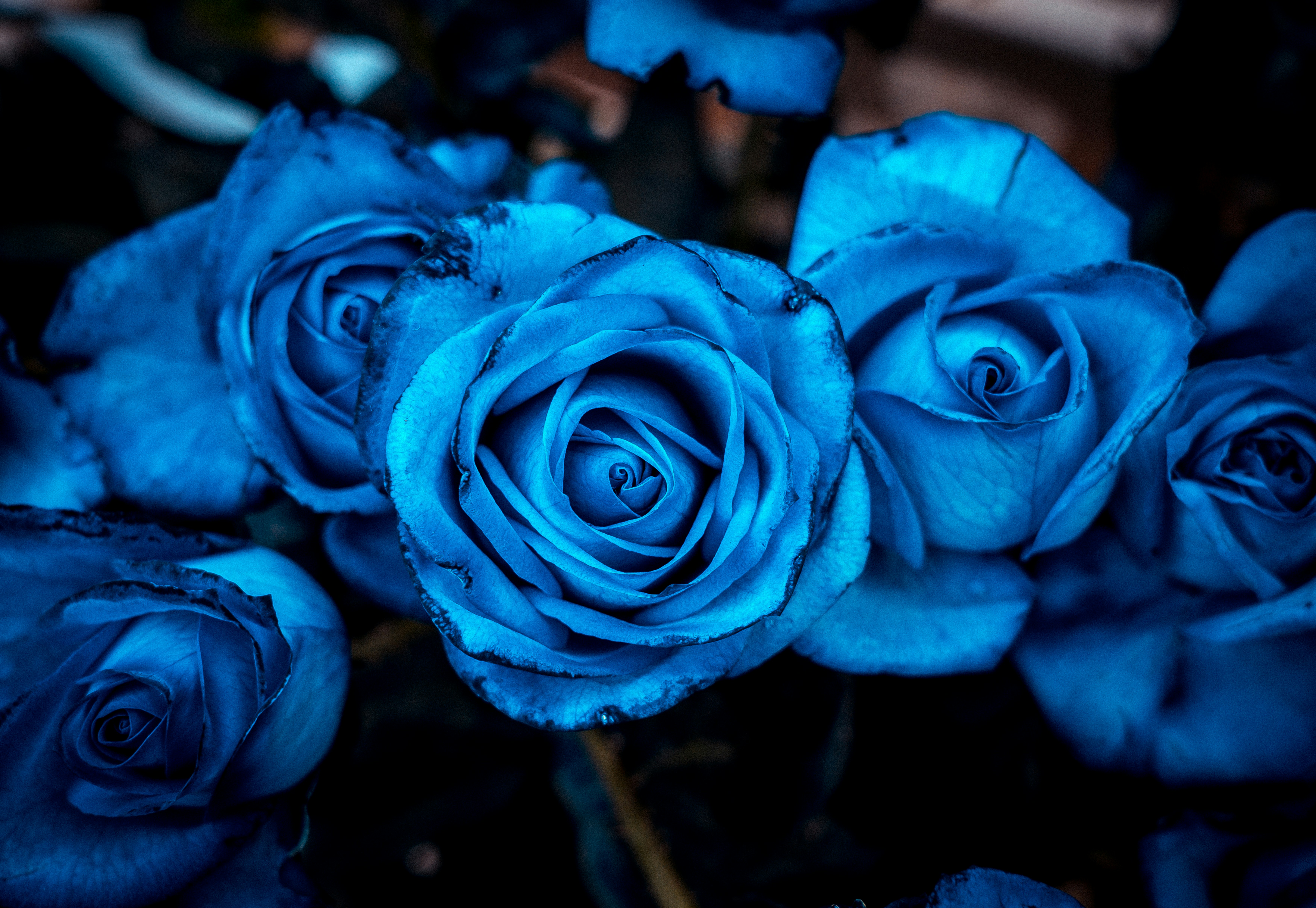 1000+ Blue Rose Pictures | Download Free Images on Unsplash