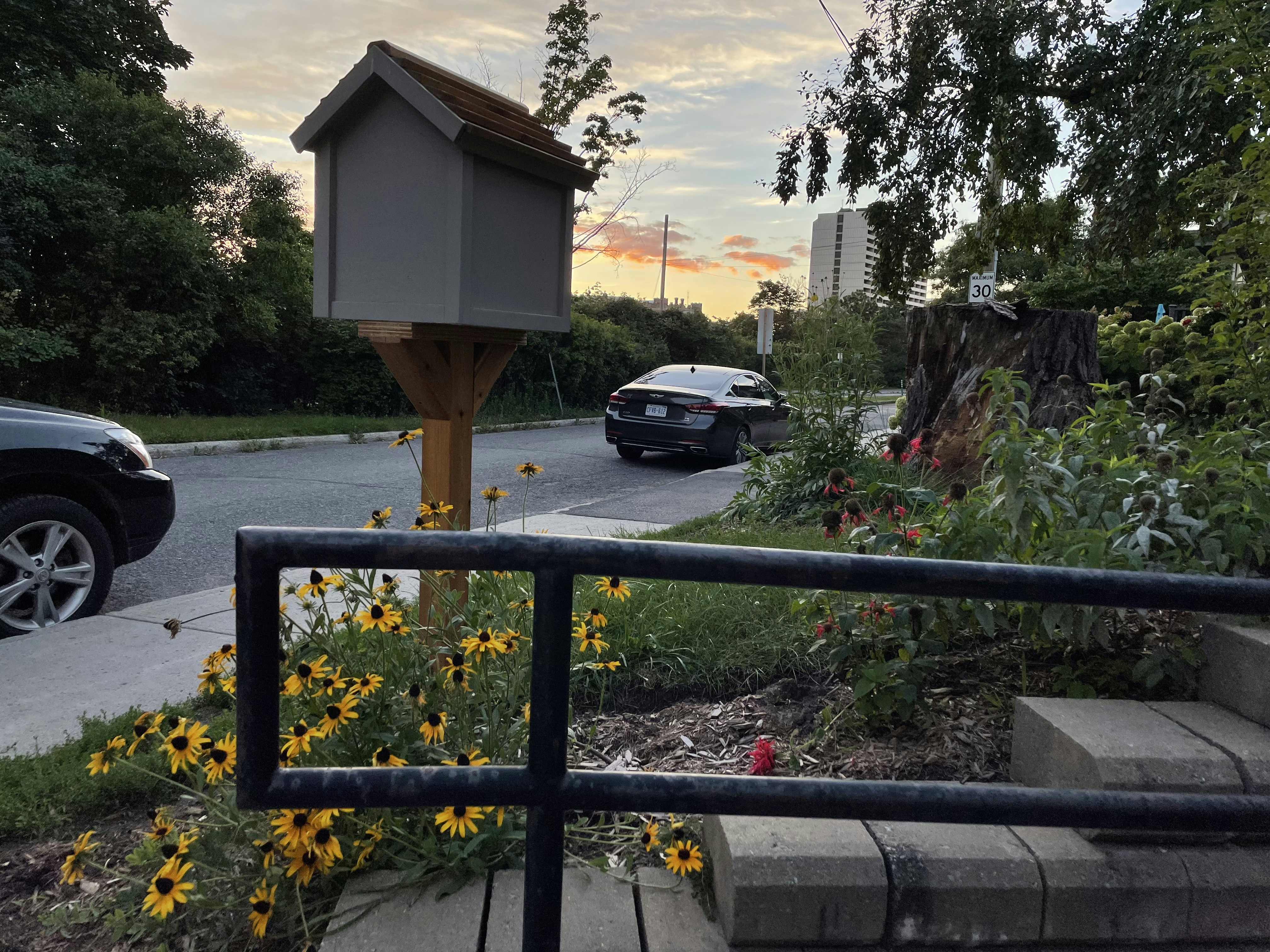 Sunflowers at the Curb: A Mailbox, Railings, and Evening Light