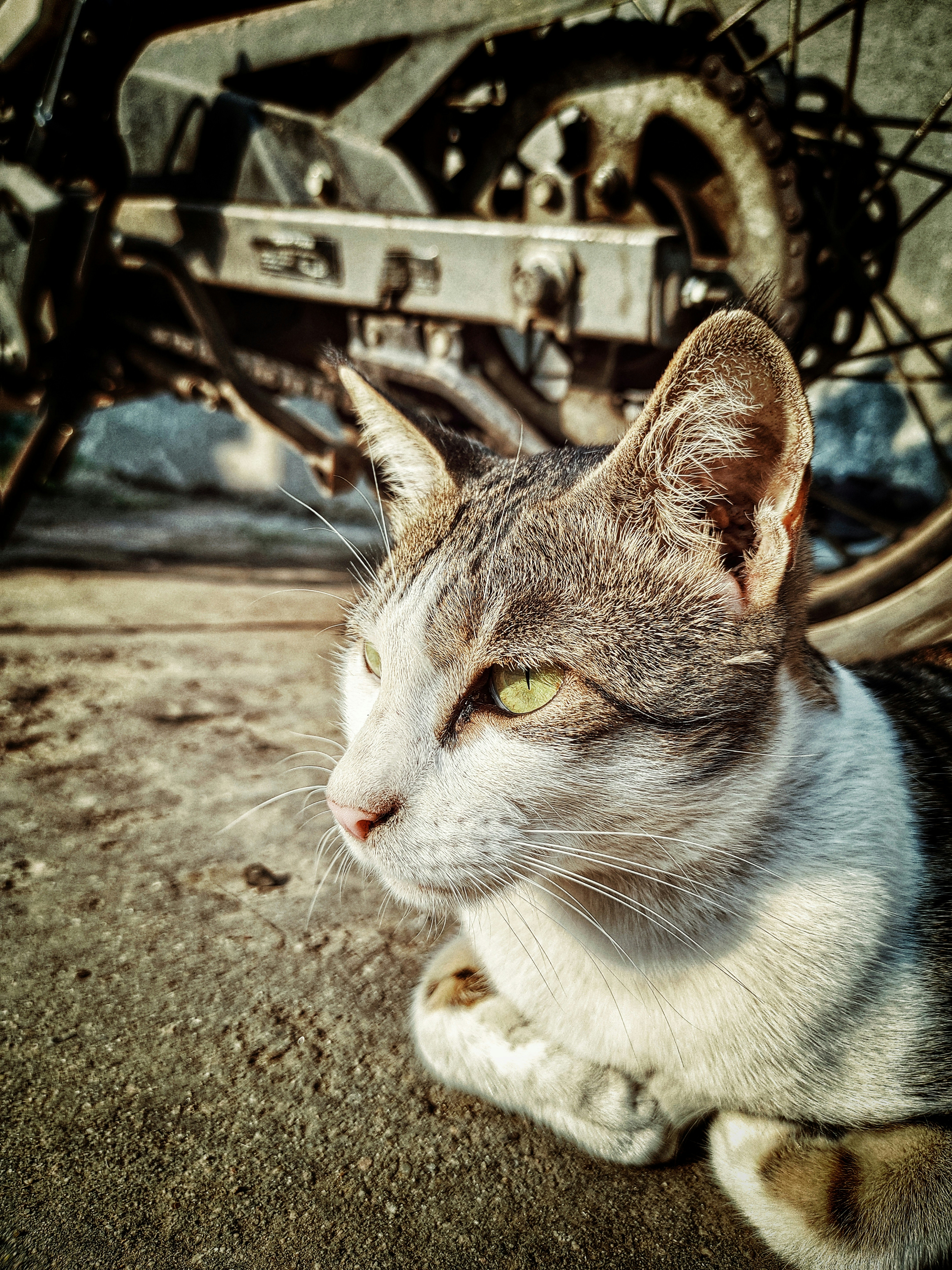 Close-up photograph of a cat resting on sunlit pavement beneath a bicycle. The scene highlights the cat’s green eyes and the textured ground.