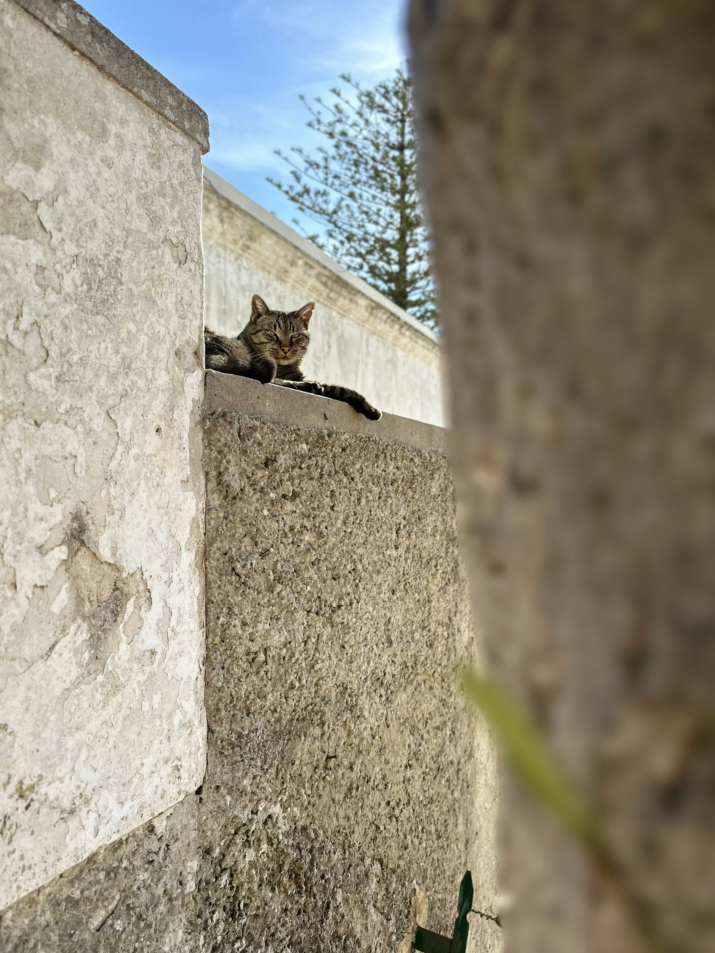 Sunlit Sentinel: A Cat Perched Above the Wall Between Weathered Stone