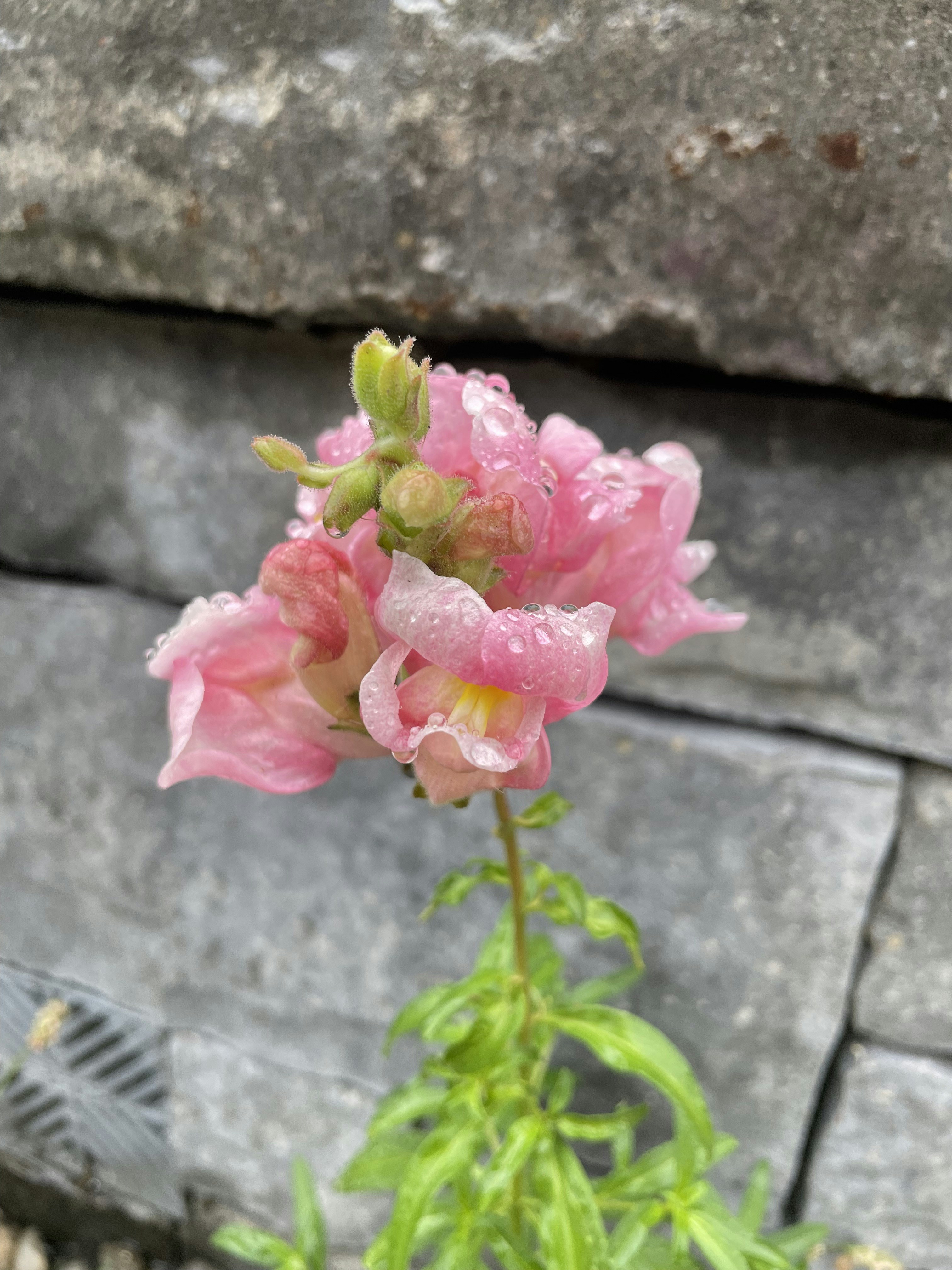 Dew-kissed Pink Bloom Clinging to Weathered Stone