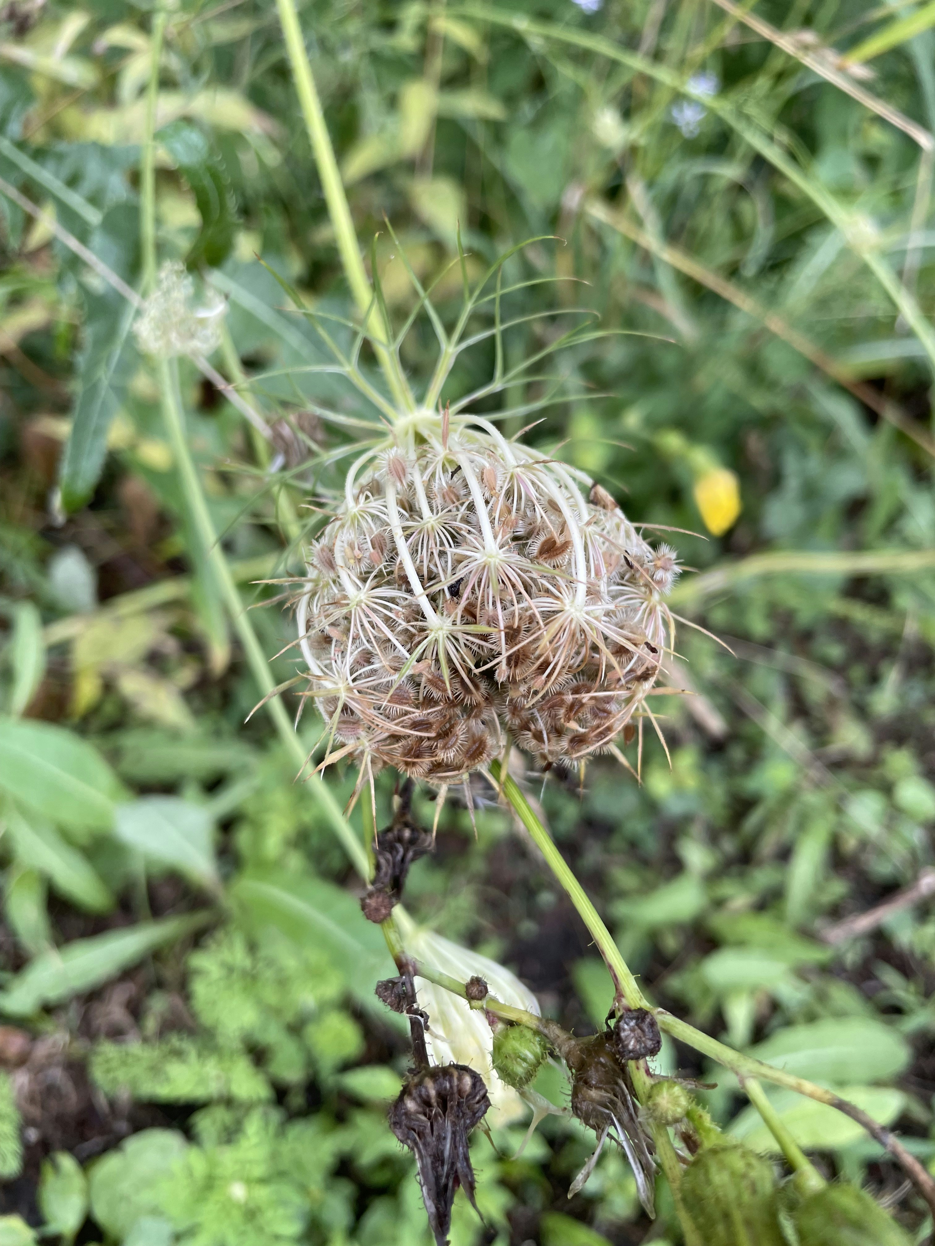 a close up of a dandelion