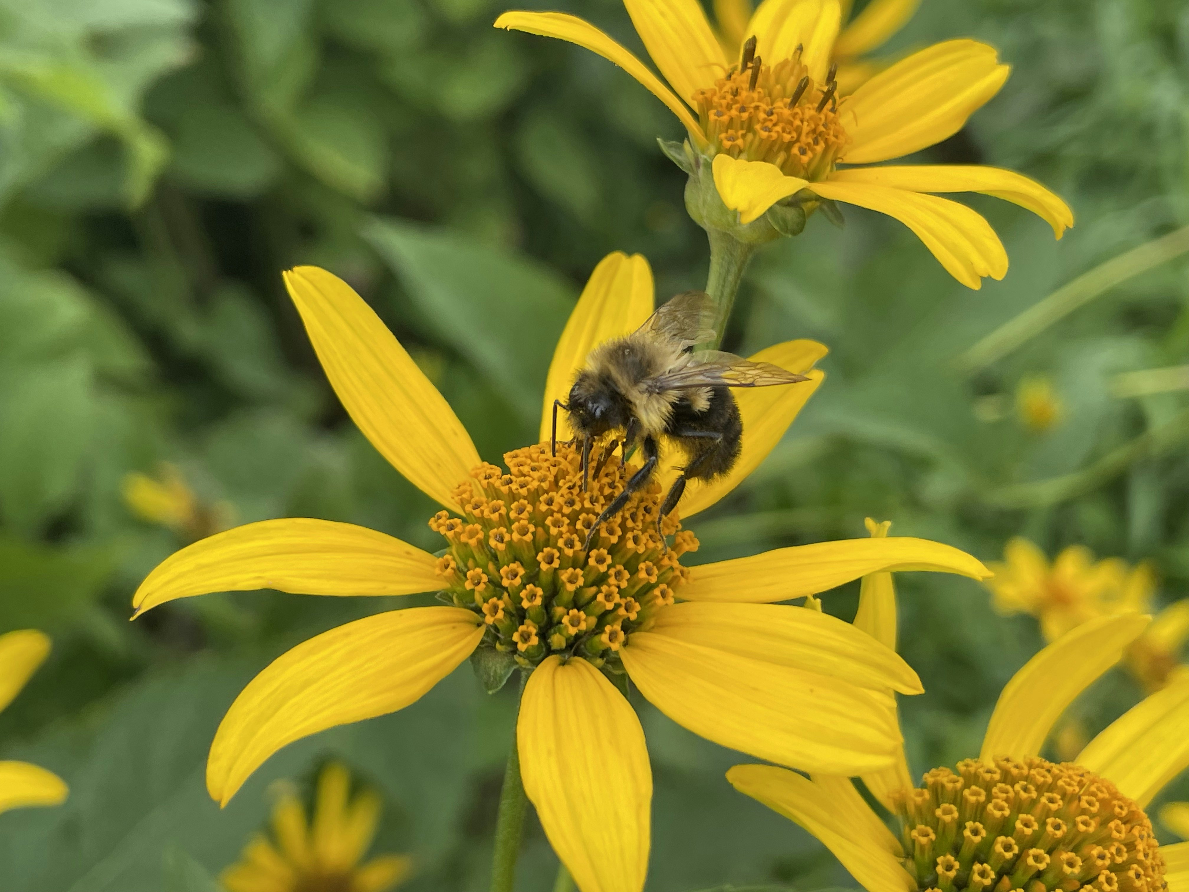 Golden Bloom, Busy Moment: A Bee's Macro Pause