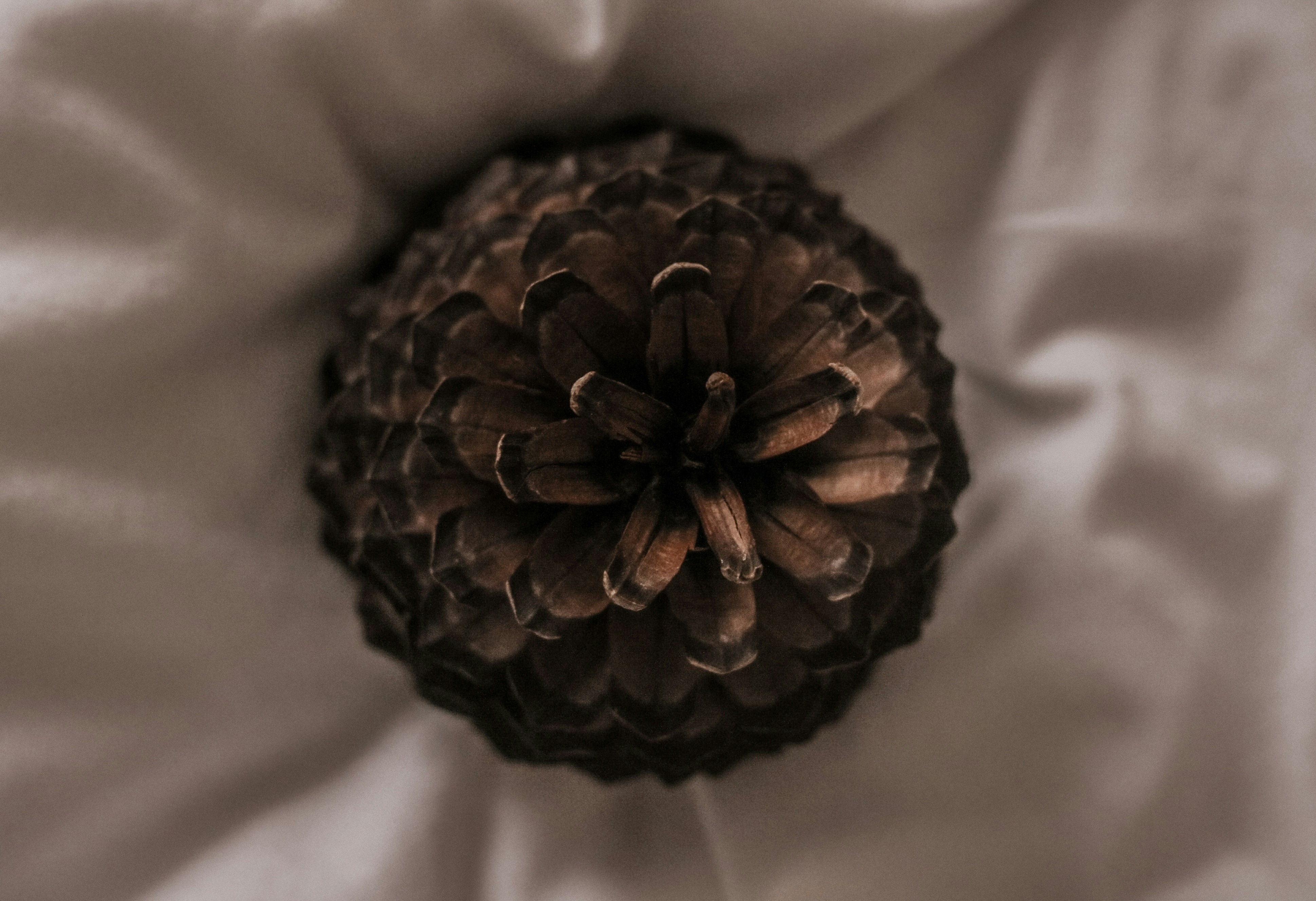 Centered Pinecone in Sepia: Macro Texture on Soft Fabric