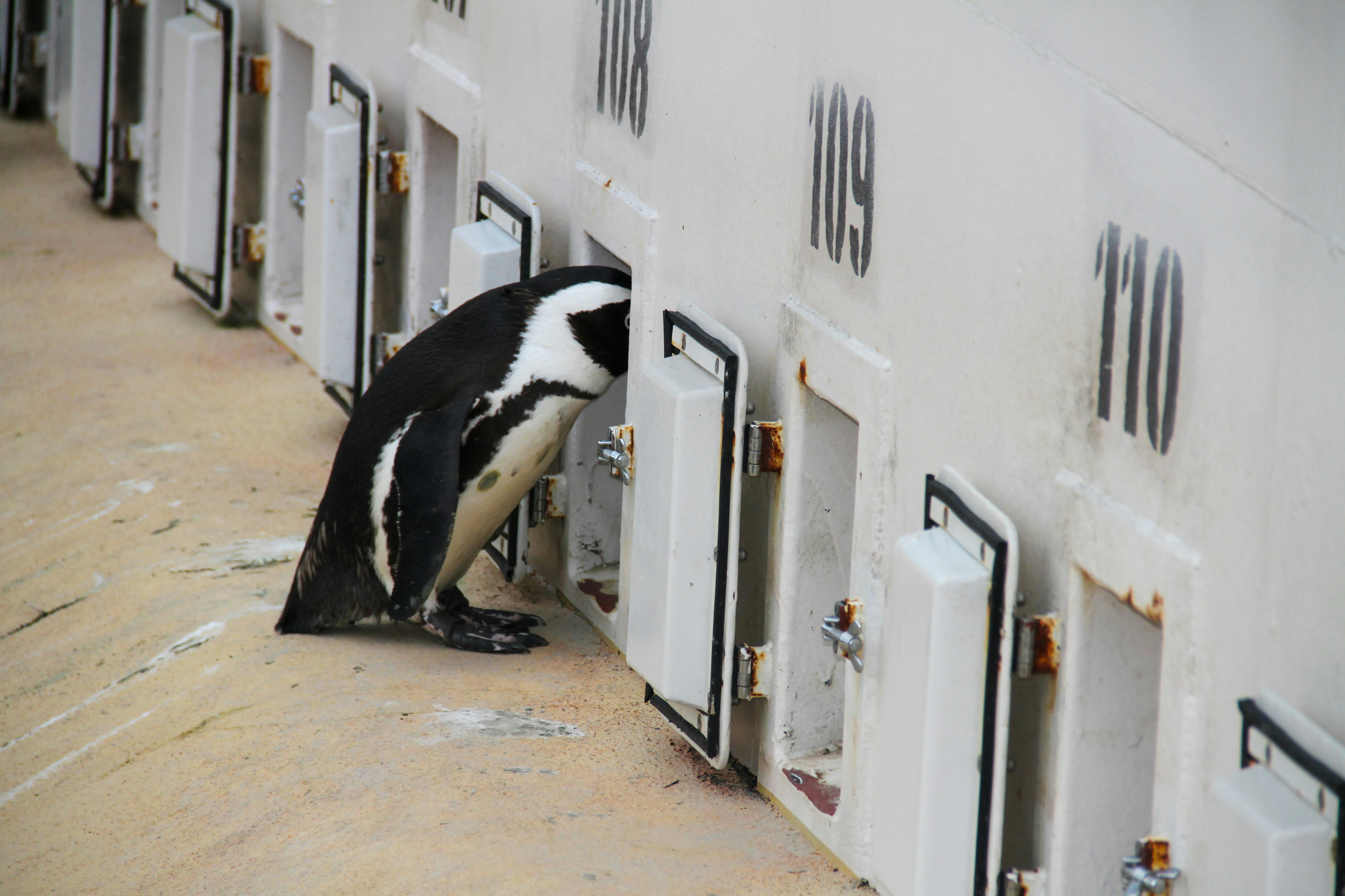 Penguin By the Hatch Doors: Quiet Curiosity on a Weathered Vessel