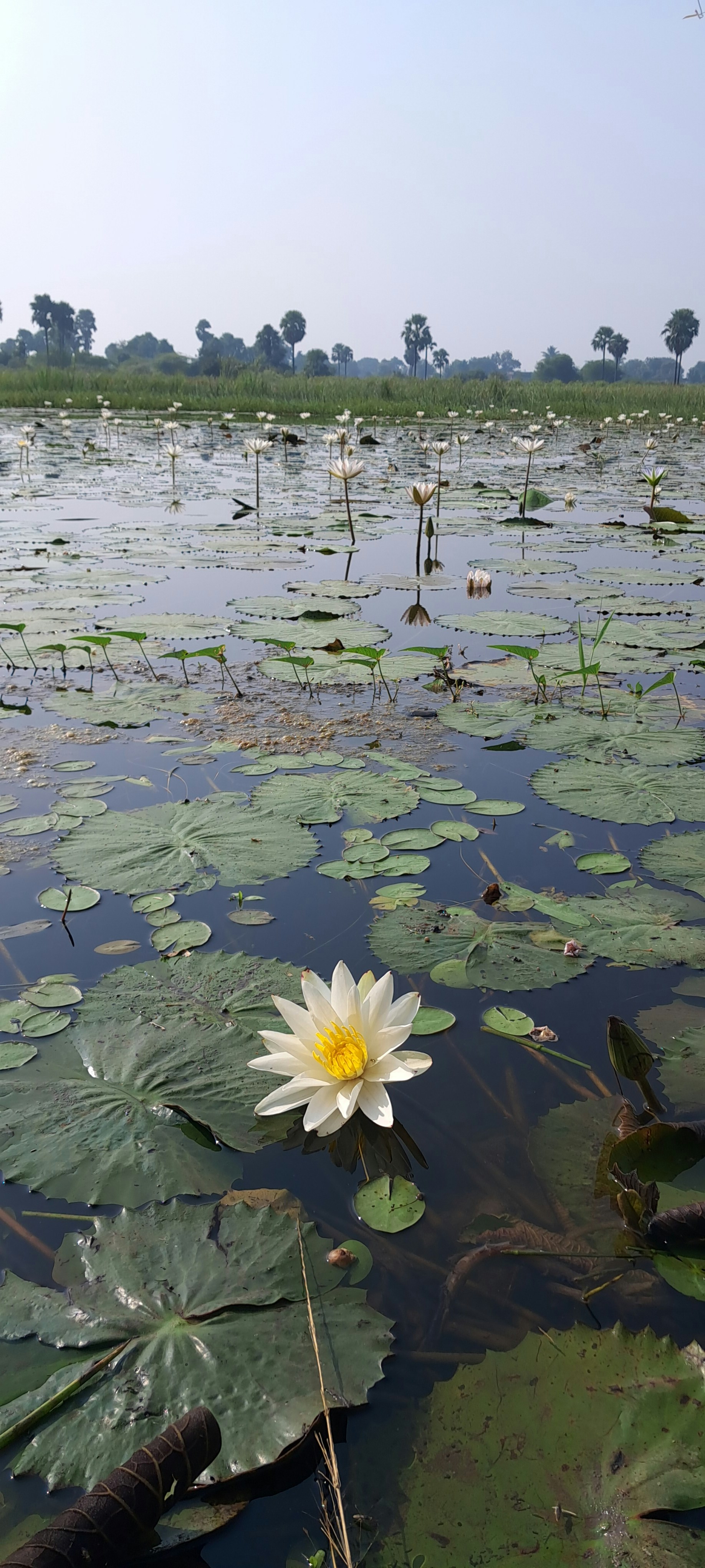 A white water lily blooms gracefully on a tranquil pond, surrounded by lush green lily pads and distant palm trees. The still water reflects the serene landscape.