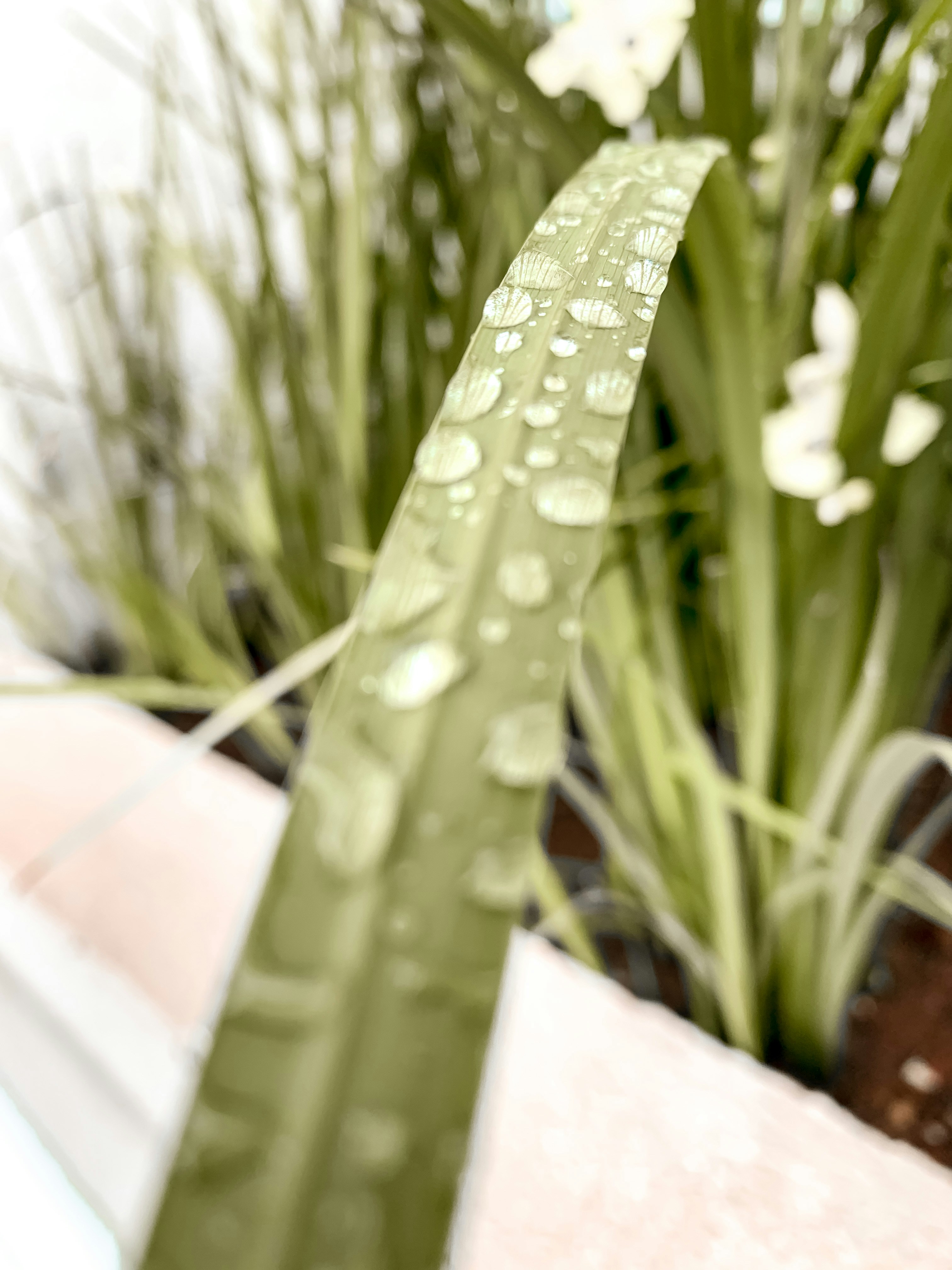 Dewlit Blade: A Micro Portrait of Water Droplets on a Green Leaf