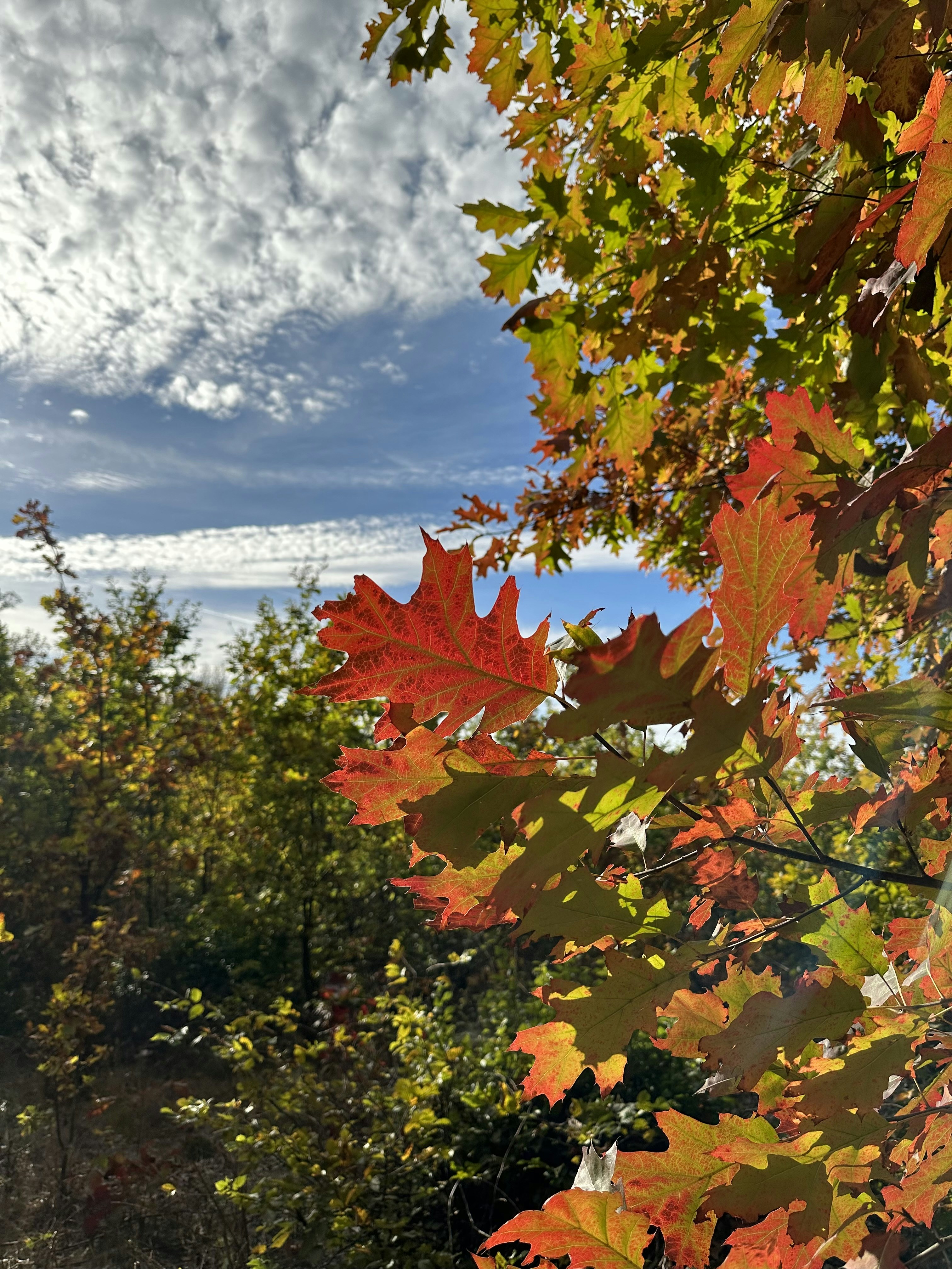 Crimson Maple in a Luminous Autumn Frame