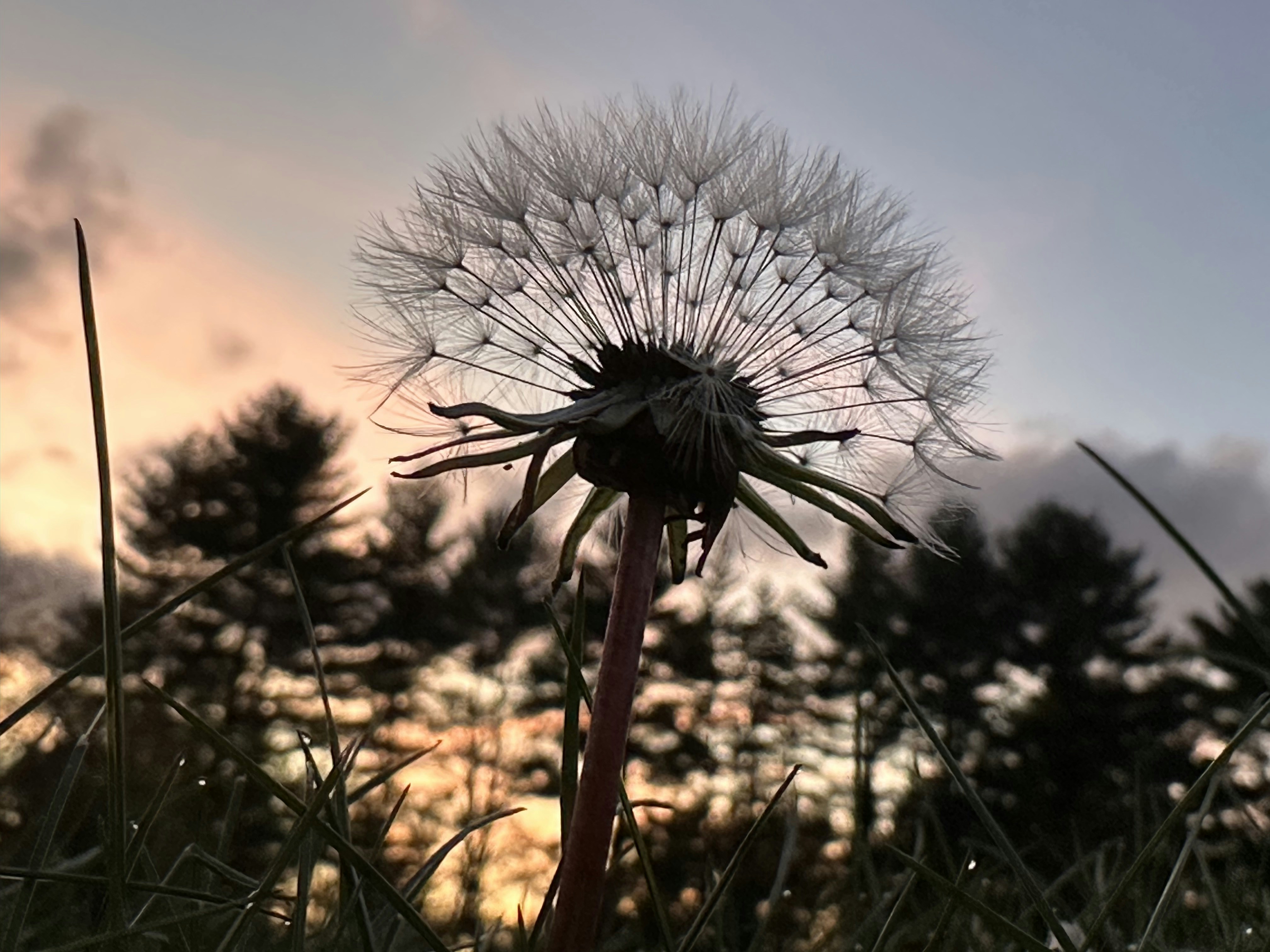 Dandelion at Dusk: Fragile Radiance Against a Pines Silhouette