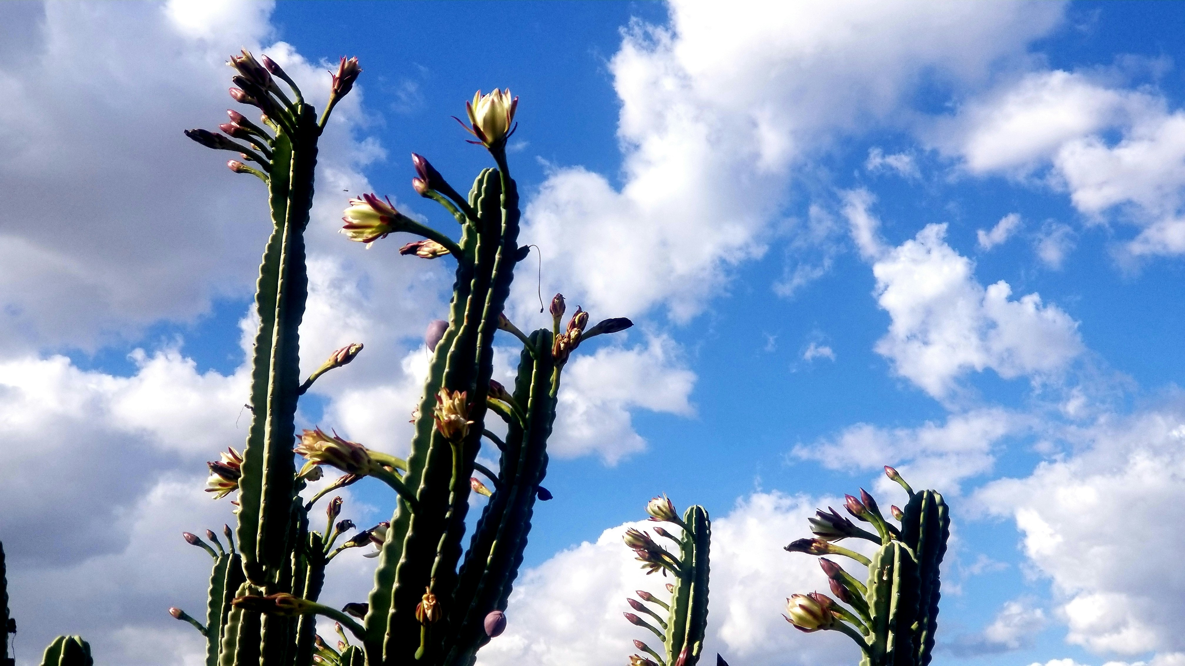 Cactus stalks reach toward a bright blue sky with scattered clouds, dramatic perspective highlighting vertical forms.
