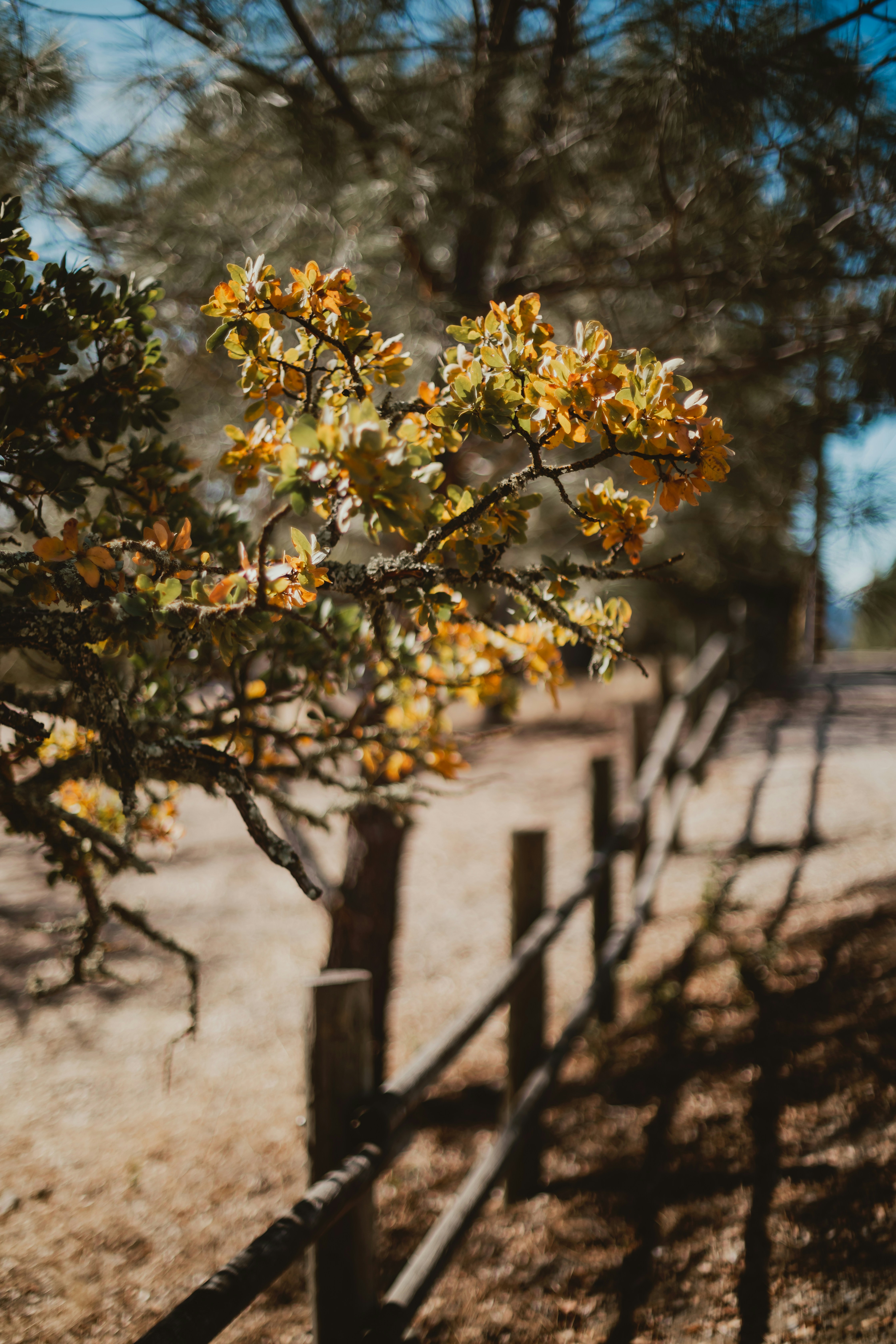 Sunlit Autumn Leaves Framing a Quiet Fence along a Winding Path