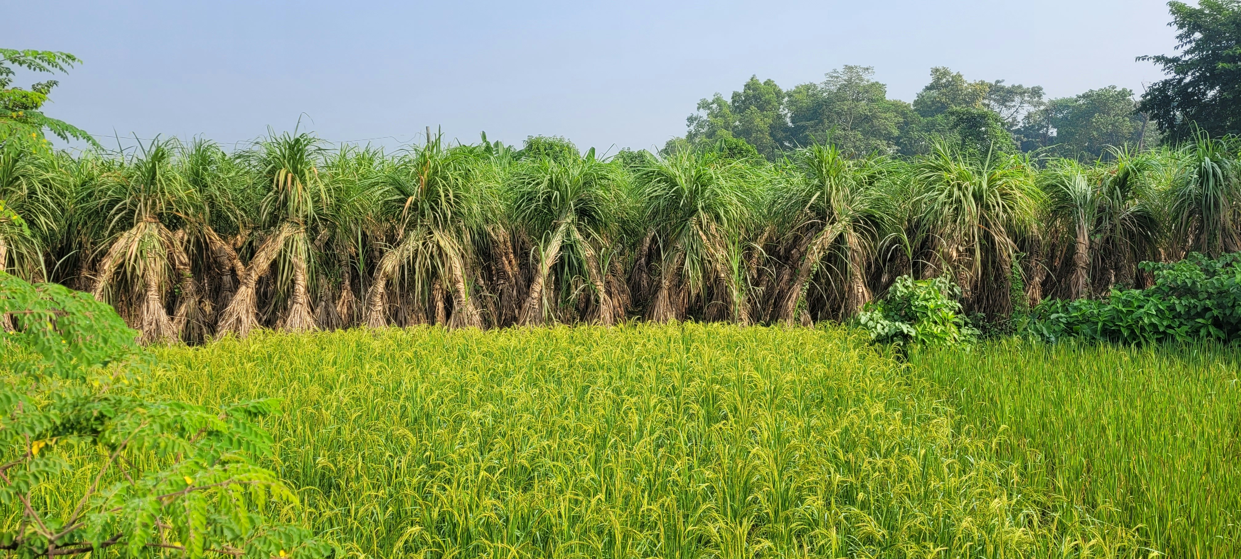 Beautiful Nature in Joypurhat