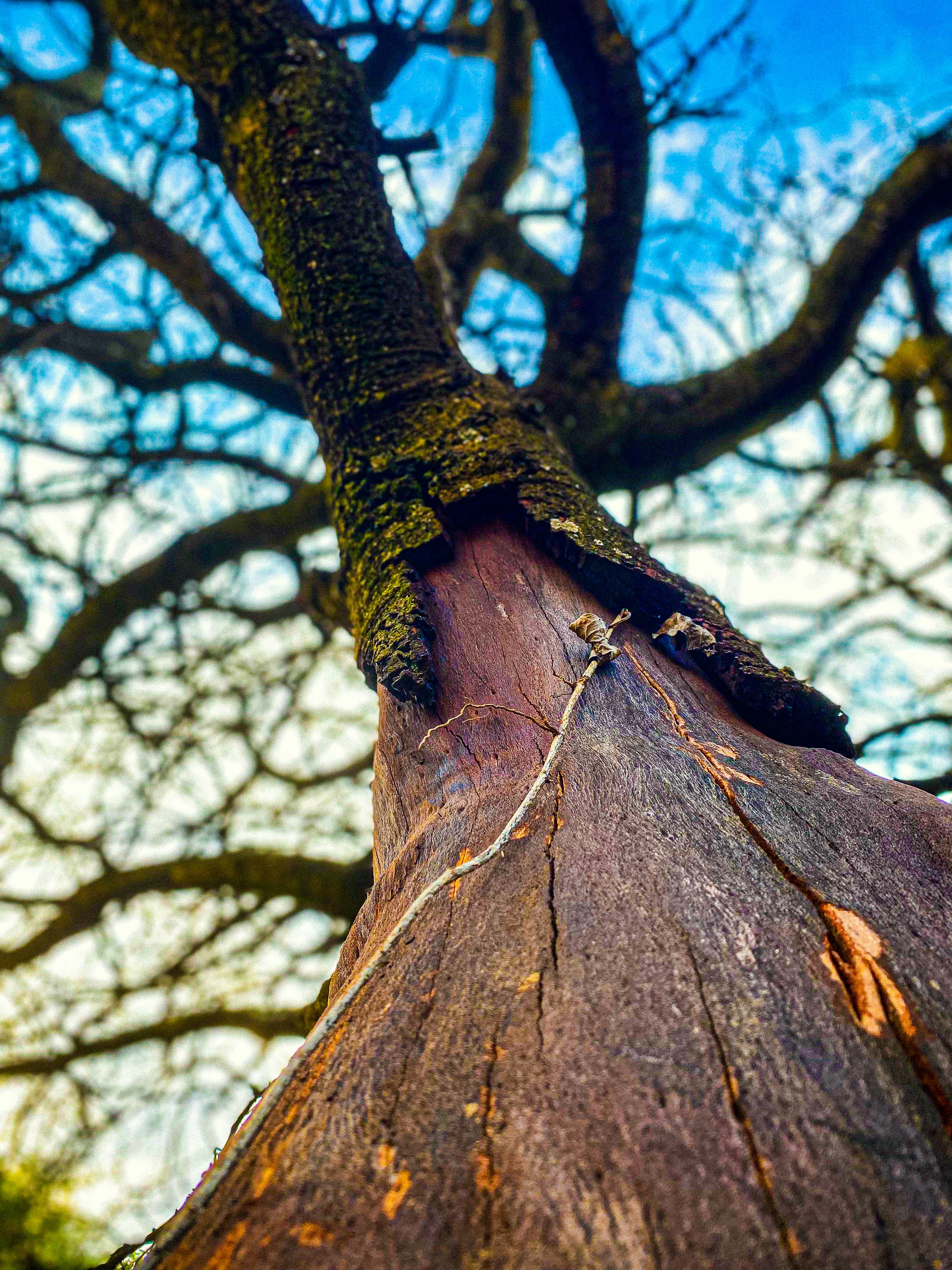 Free Tree Image on Unsplash