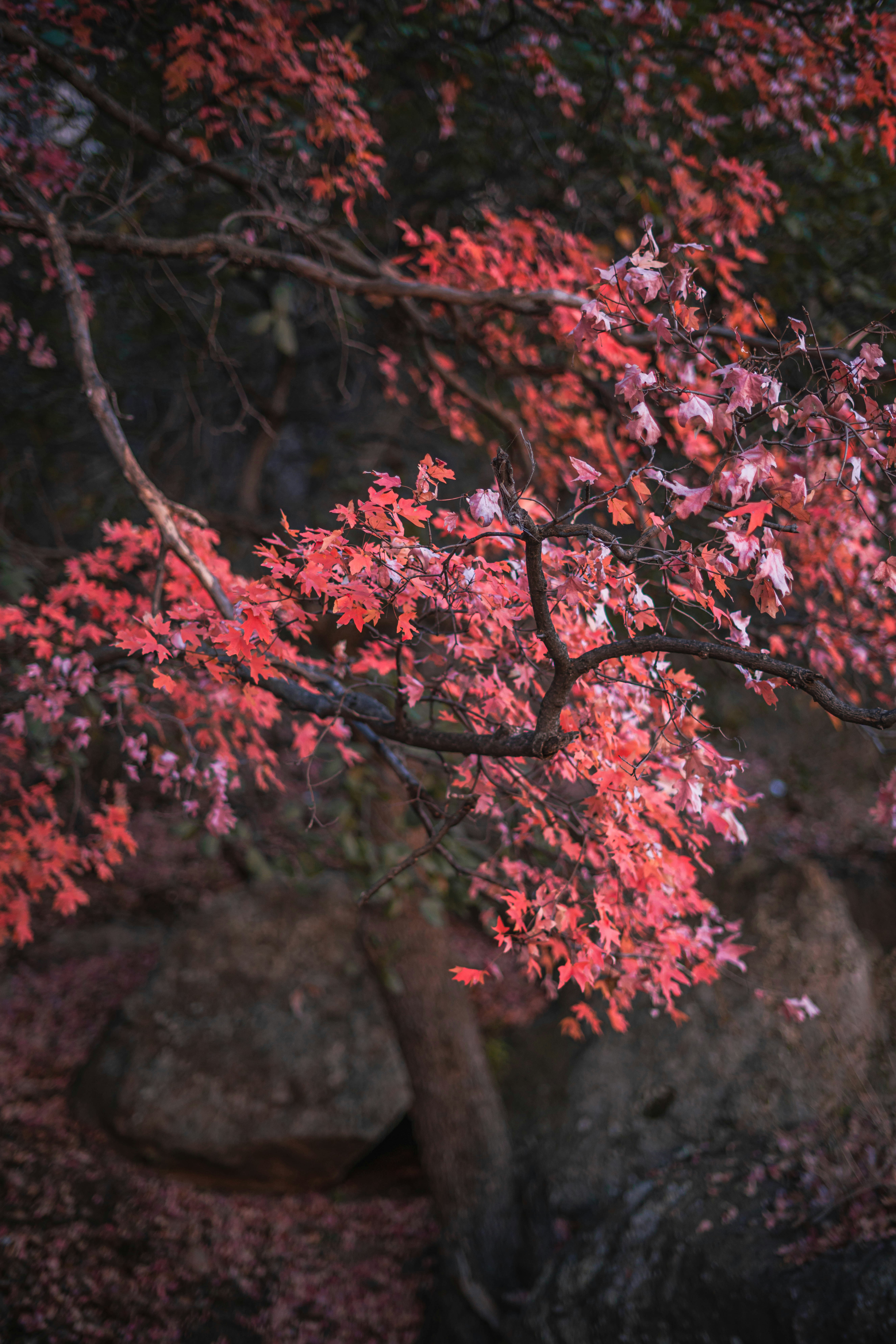 A tree with pink flowers photo – Free Cueva de la olla Image on Unsplash