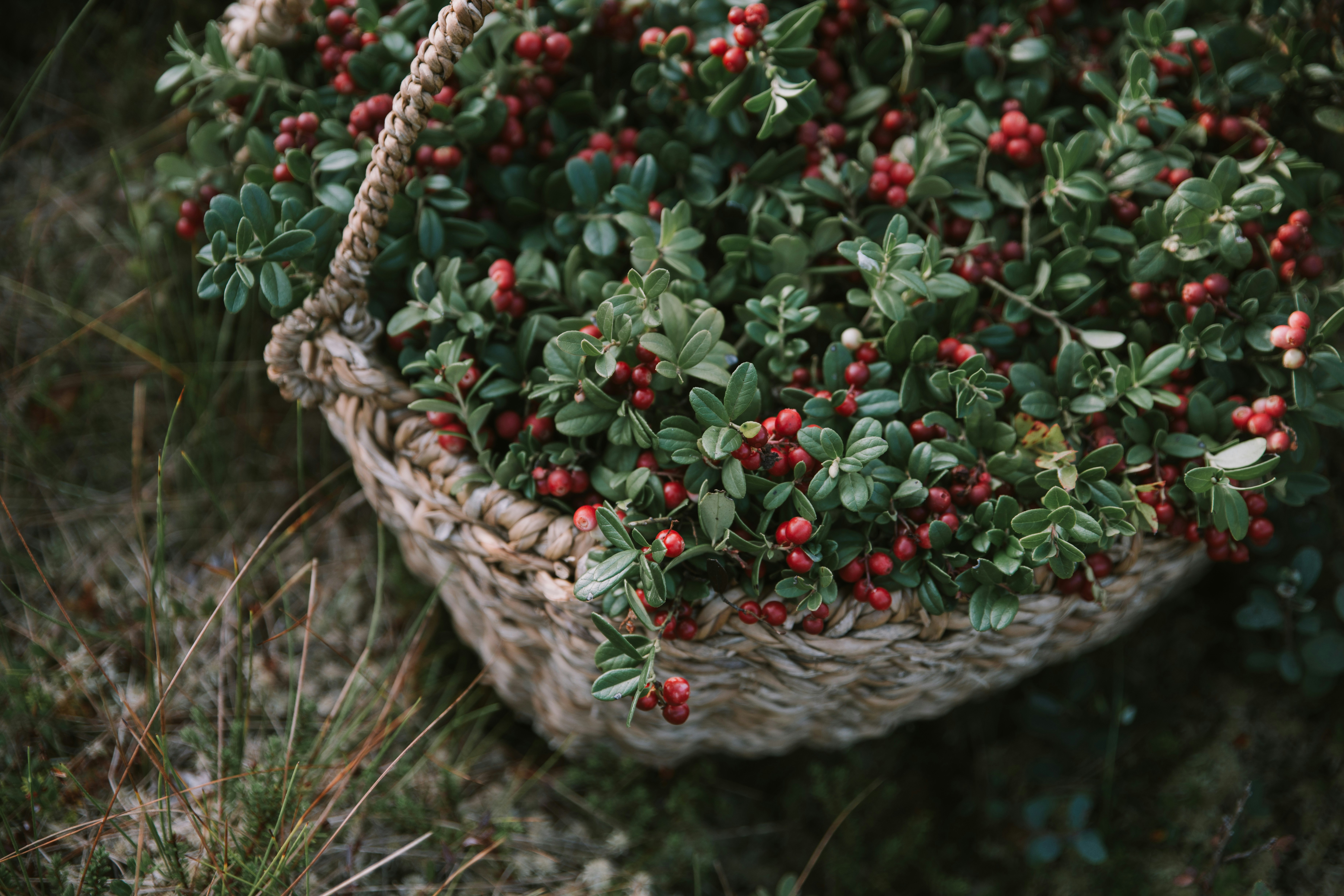Rustic Harvest: Red Berries Resting in a Woven Basket