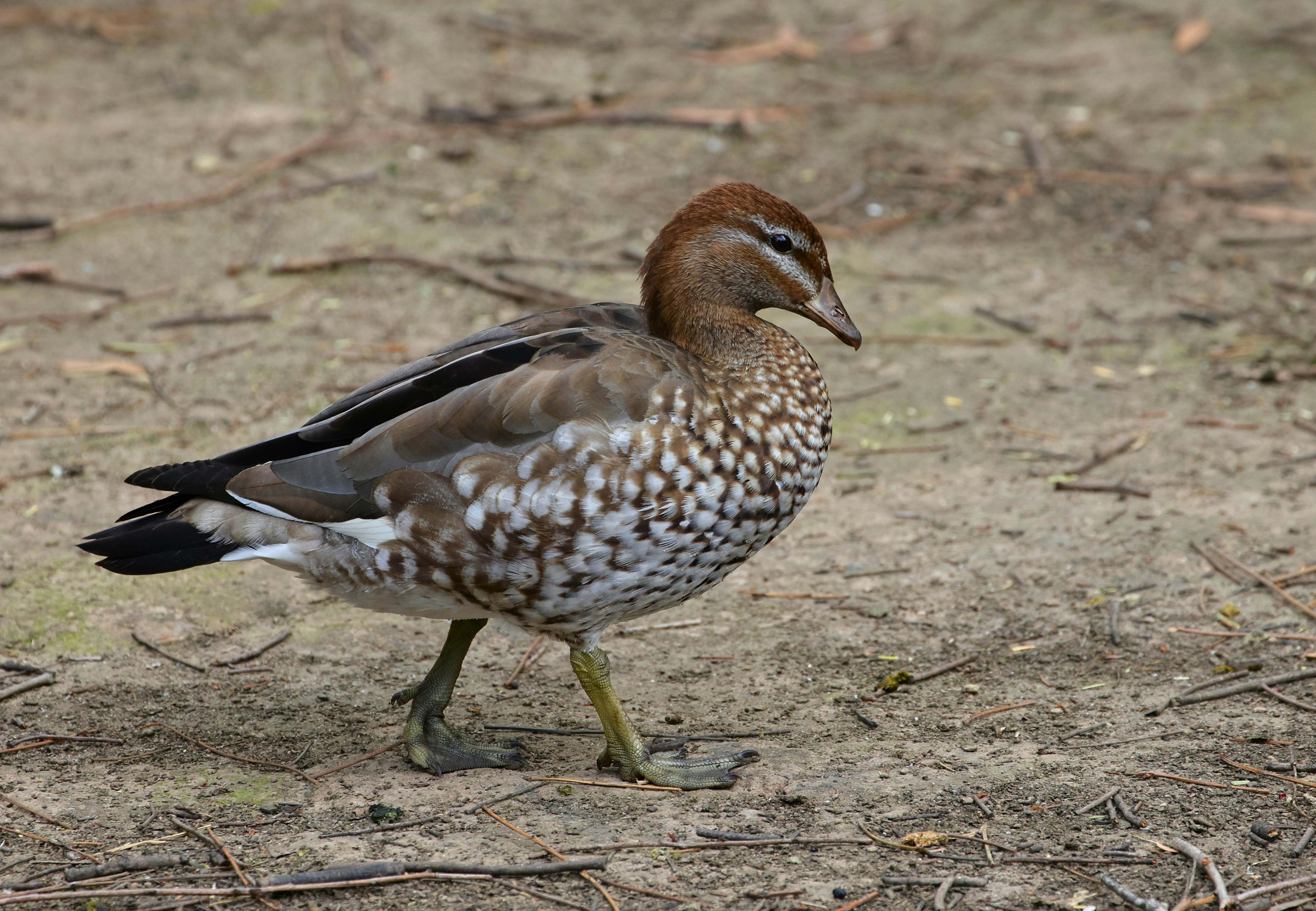 Speckled Wanderer: A duck forages across a pine-needle canvas