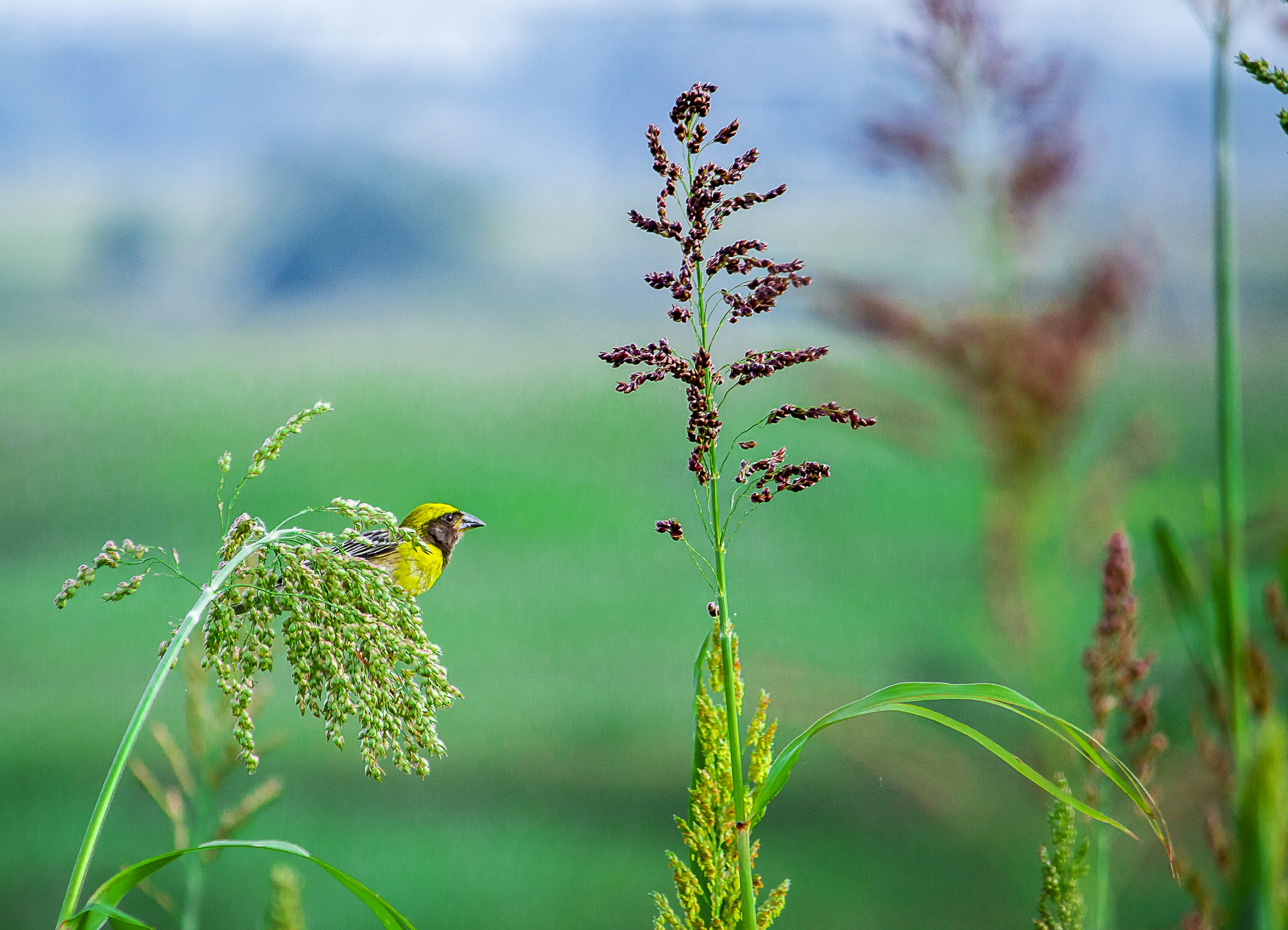 Golden Warbler Among Green Tides