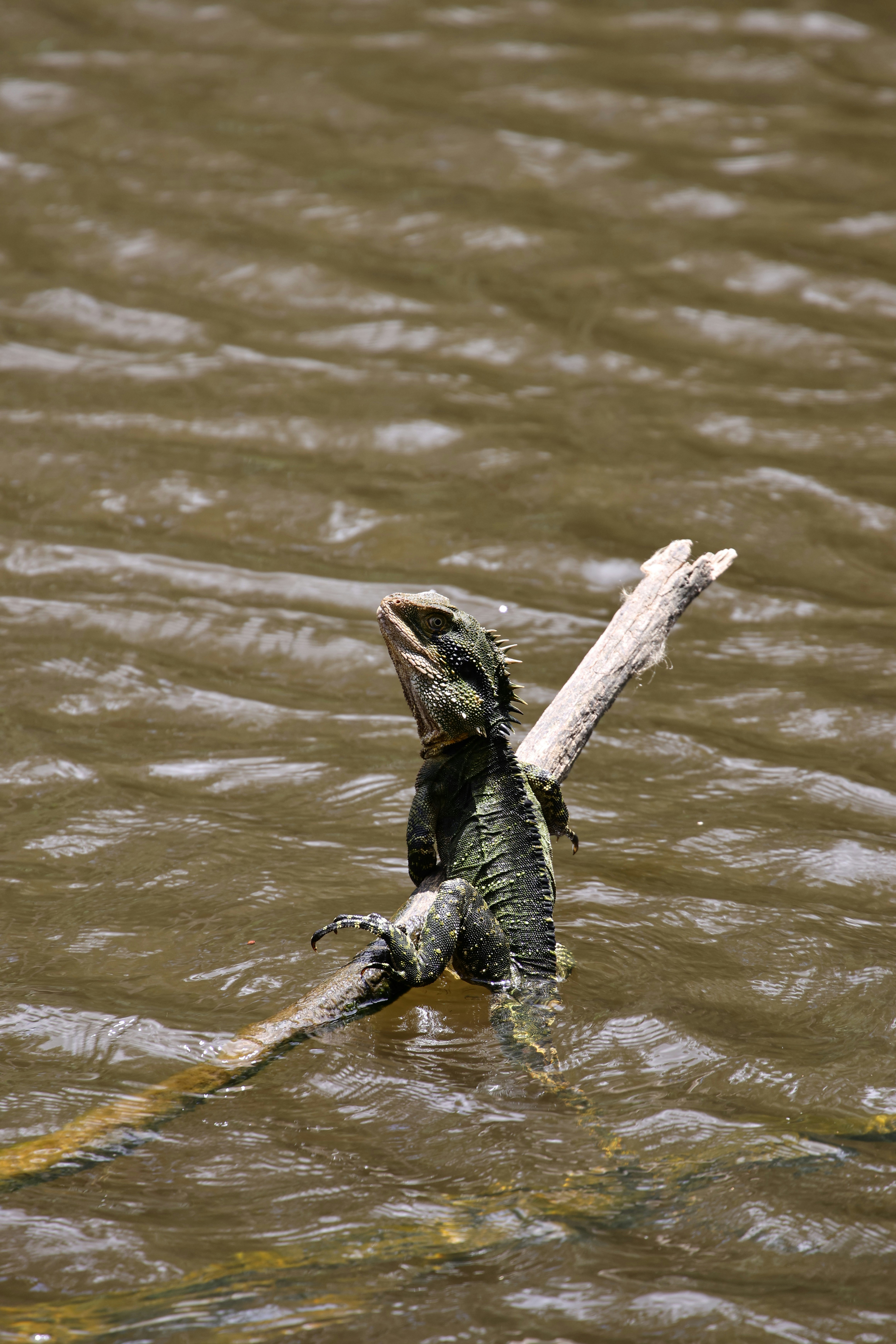 Spiny river dragon perches on driftwood in a murky current
