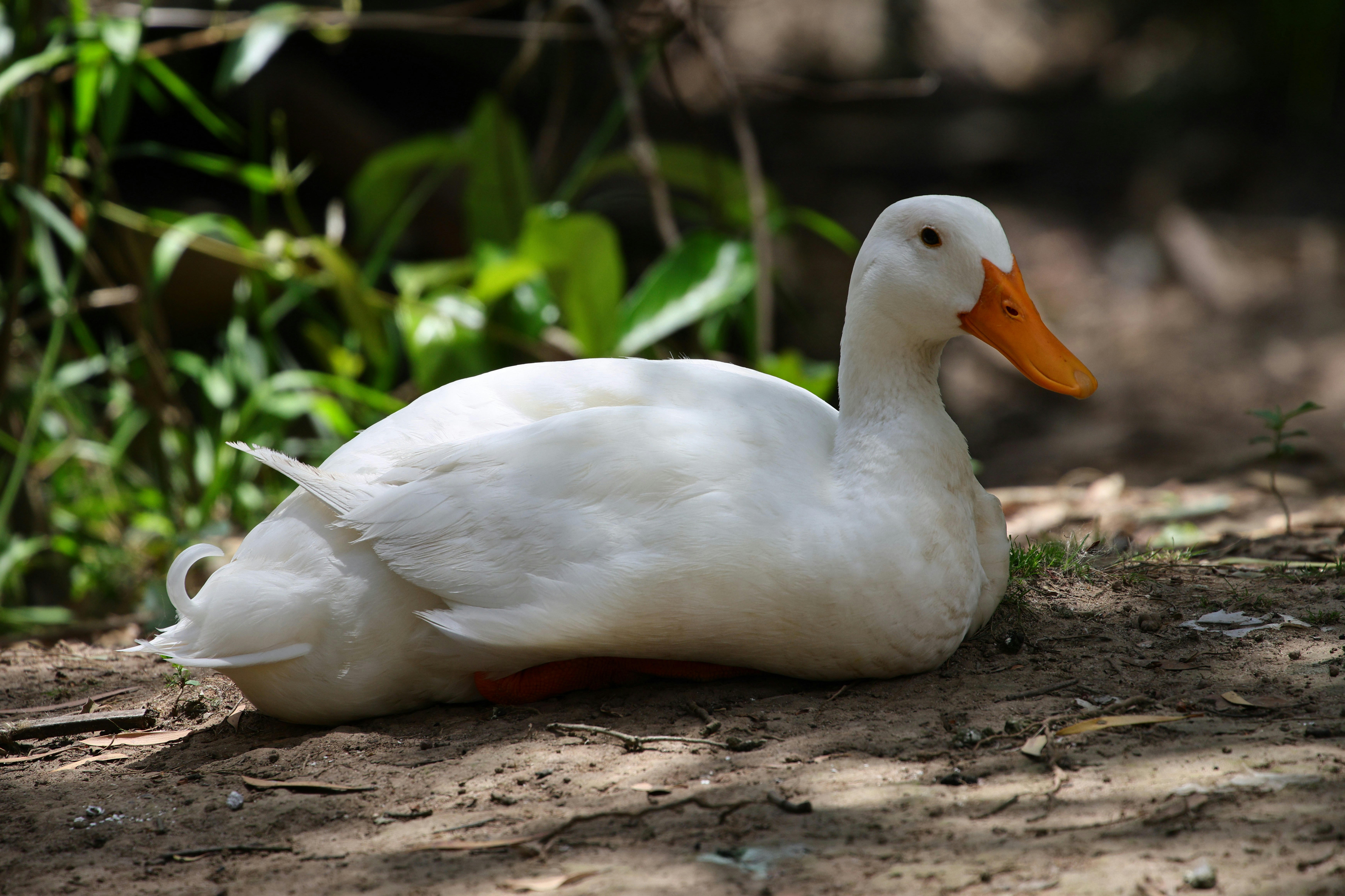 Foto Un pato sentado en el suelo – Imagen Pato gratis en Unsplash