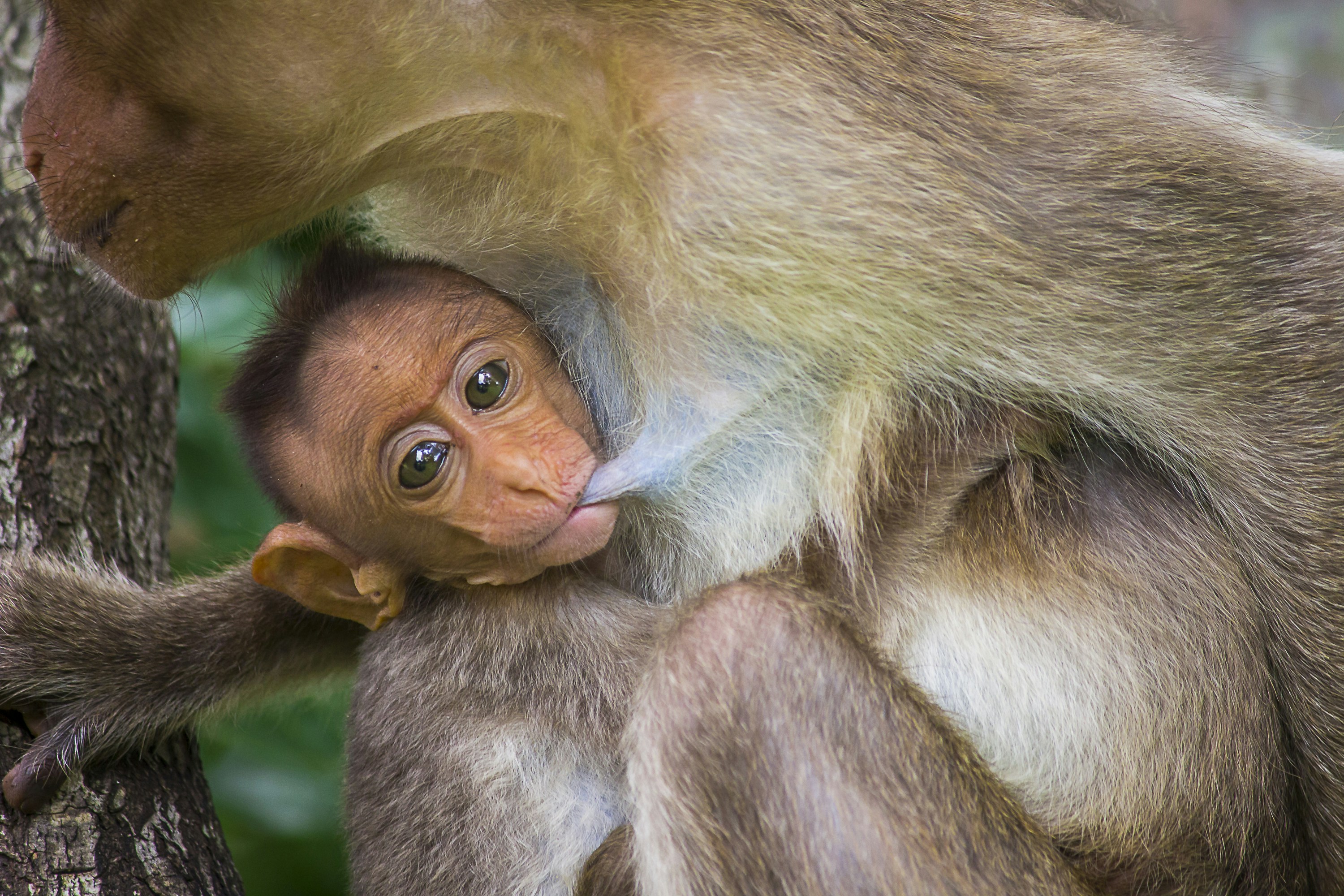 Foto Un mono sosteniendo a un mono bebé – Imagen Mono gratis en Unsplash