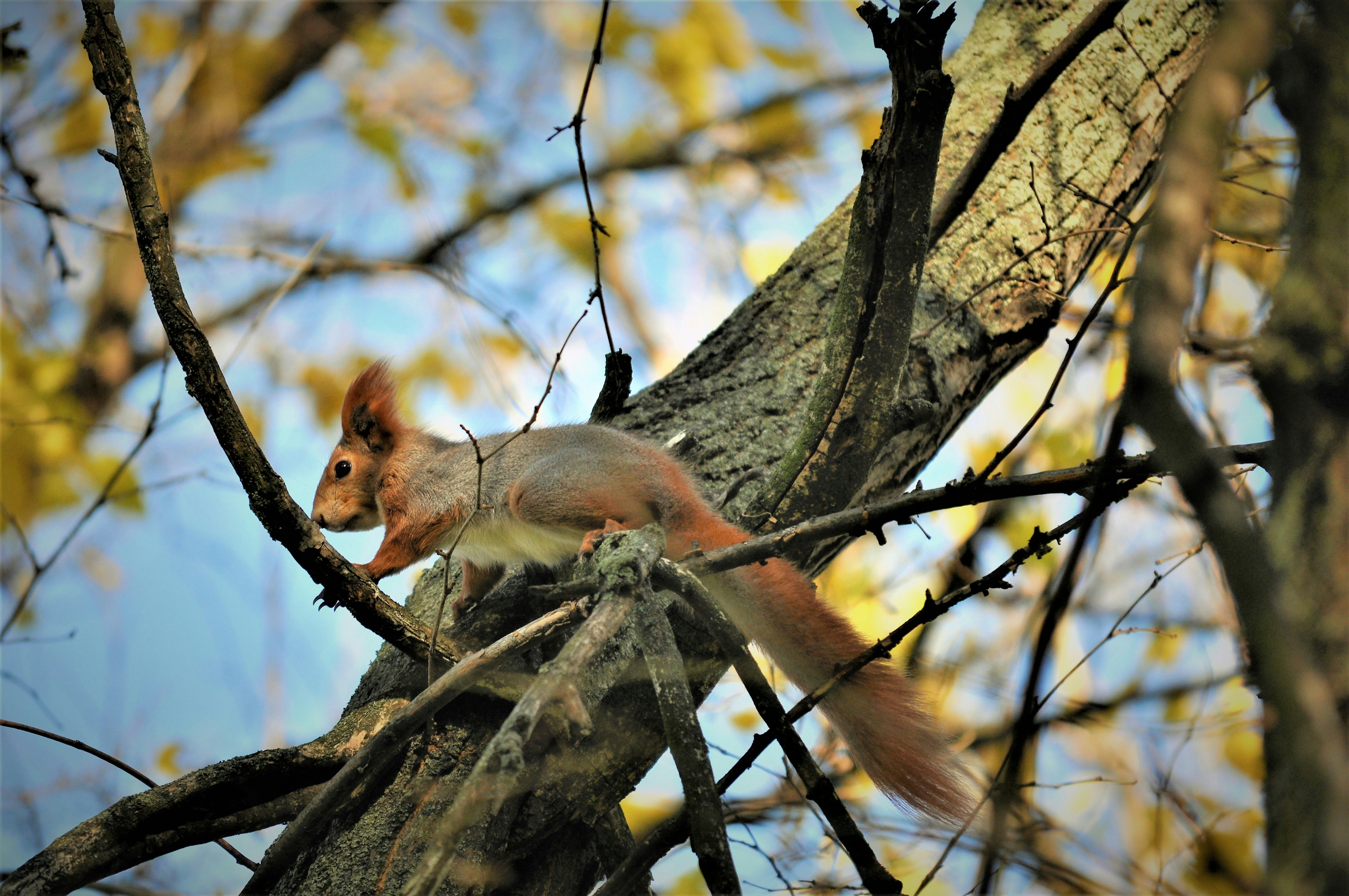 a squirrel on a tree branch