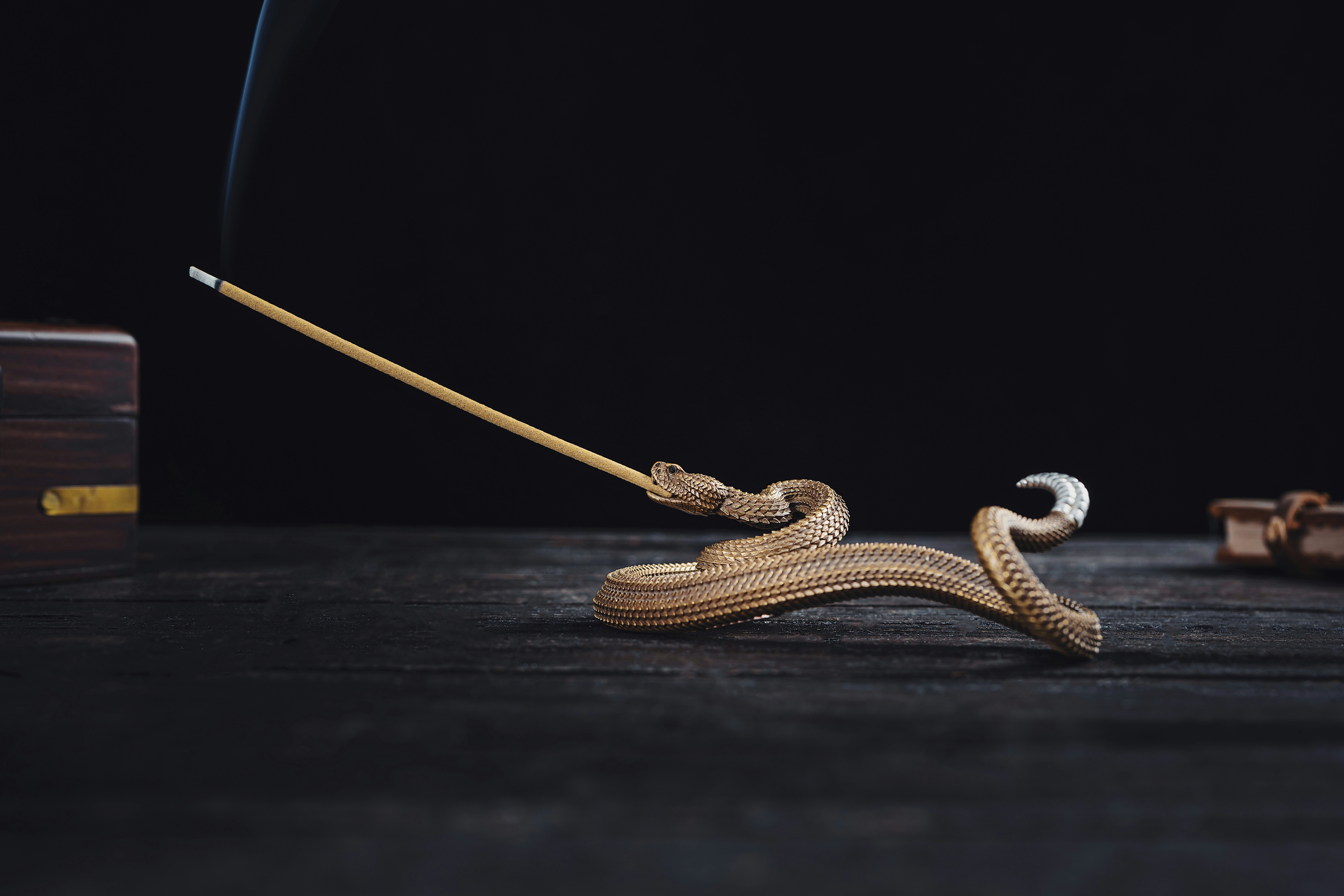 Un serpent avec un bâton dans la gueule photo – Image gratuite de ...