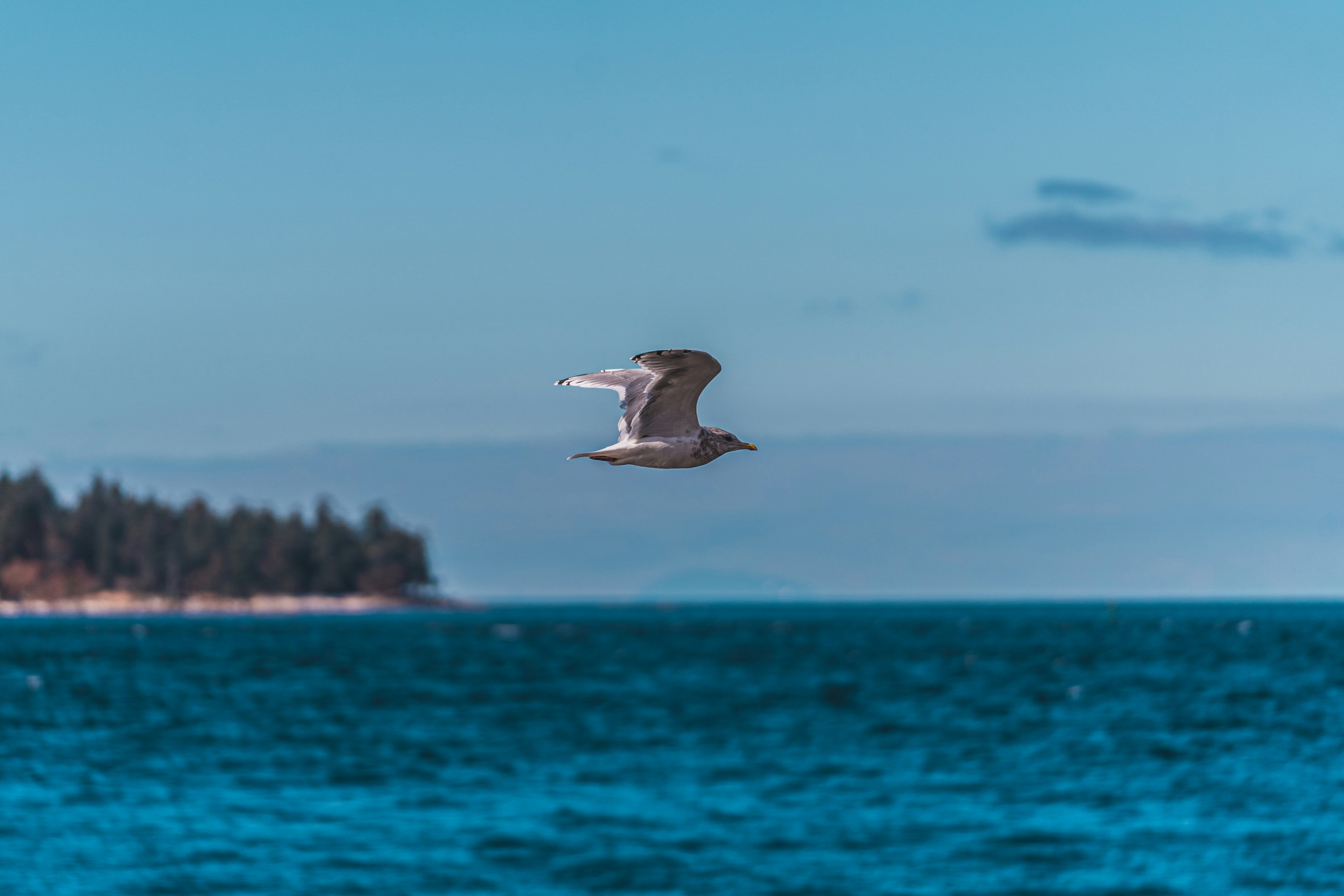 A bird flying over water photo – Free Active pass lighthouse Image on ...