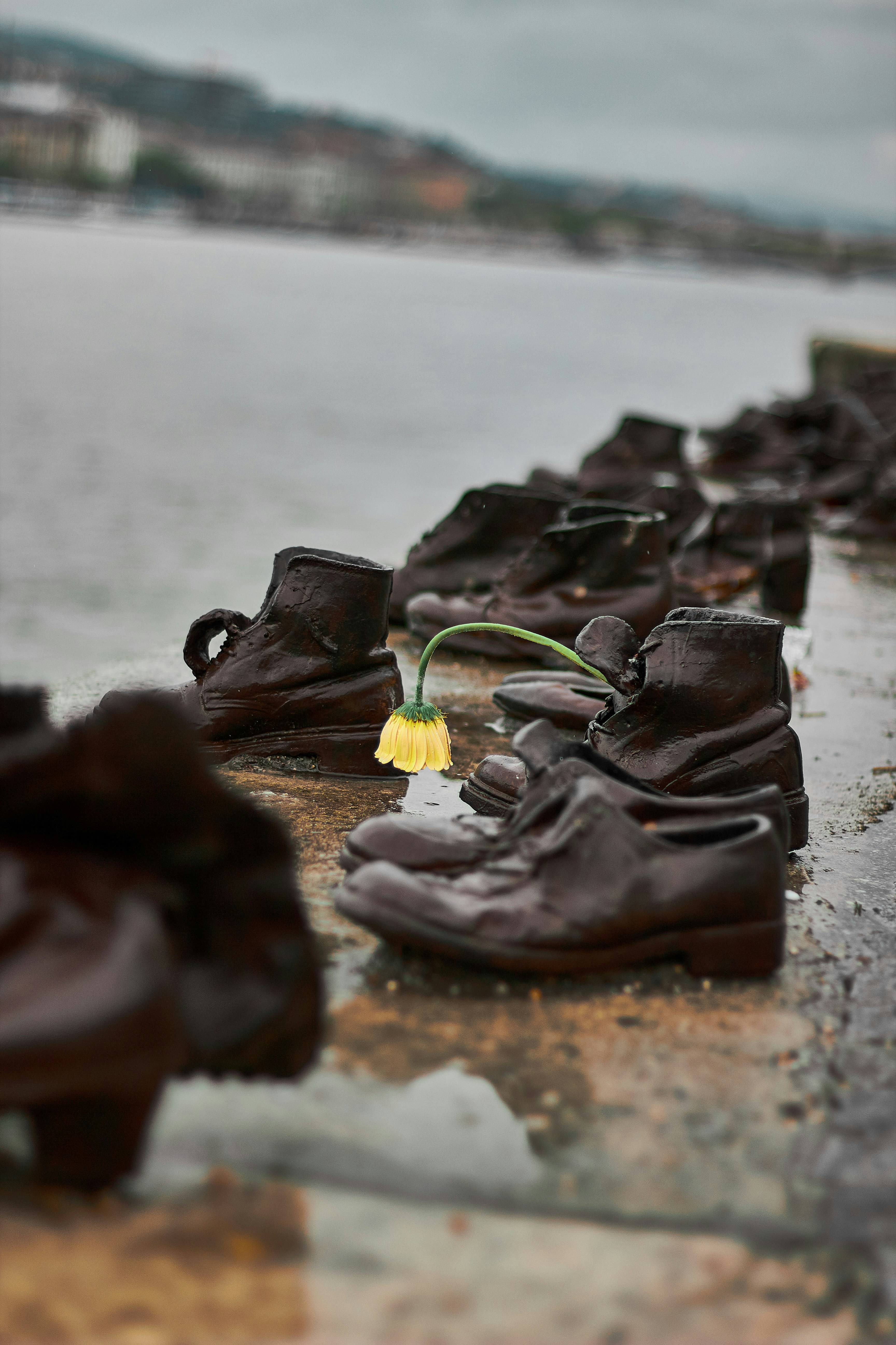 Yellow Flower Among Rain-Soaked Boots on a Shoreline