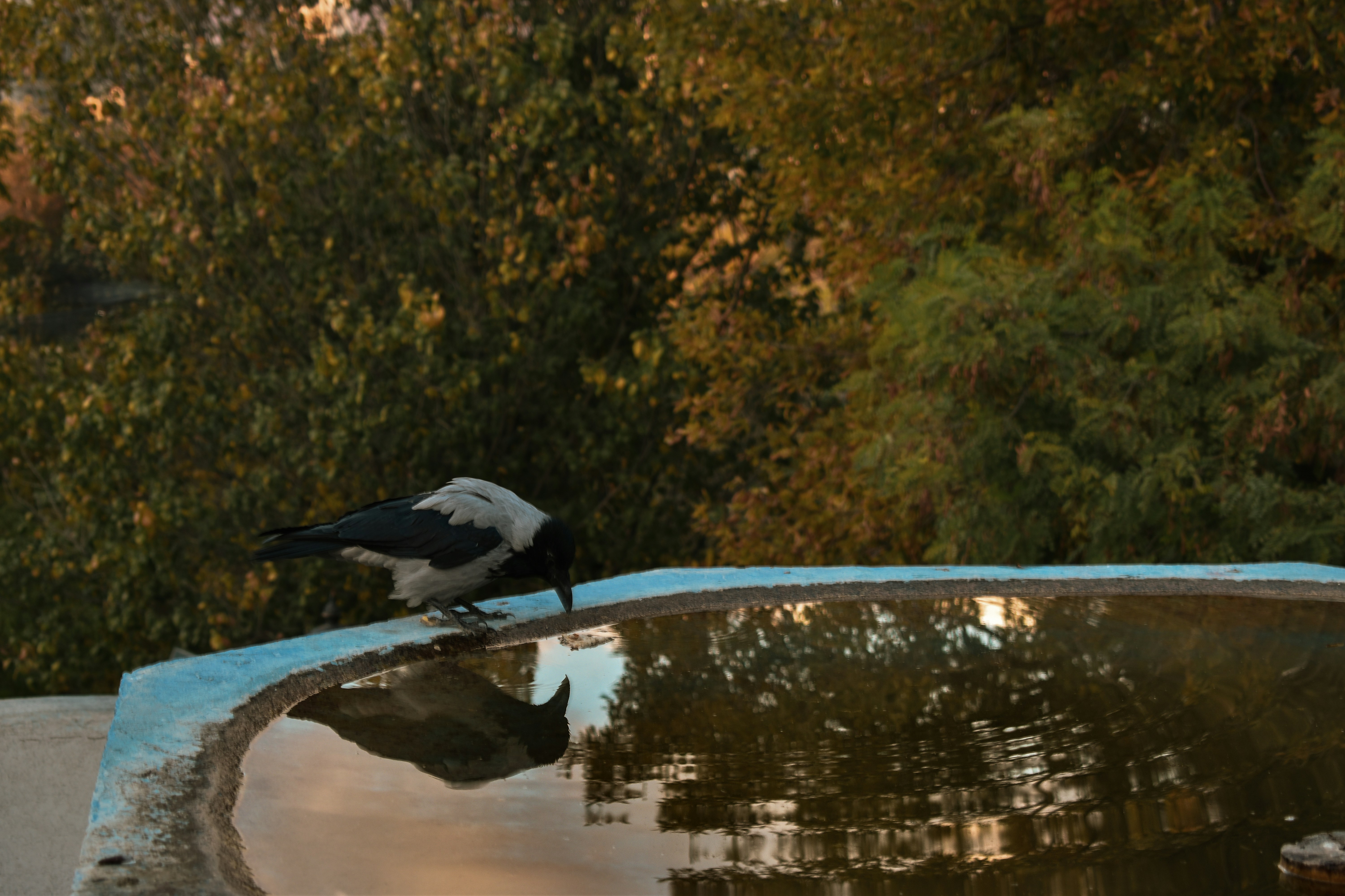 a crow looking at its reflection in the water