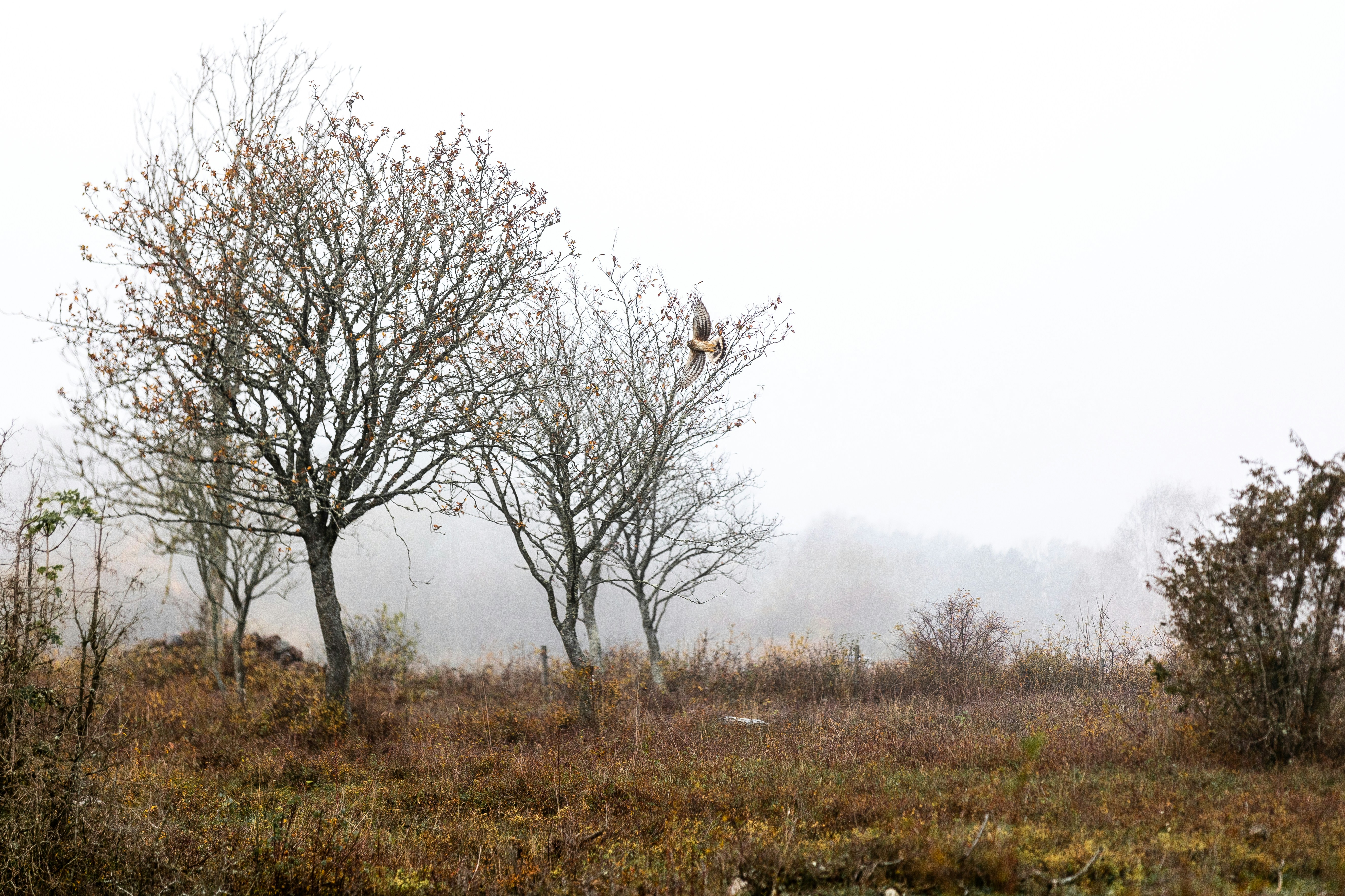 A bird flying over trees photo – Free Sweden Image on Unsplash
